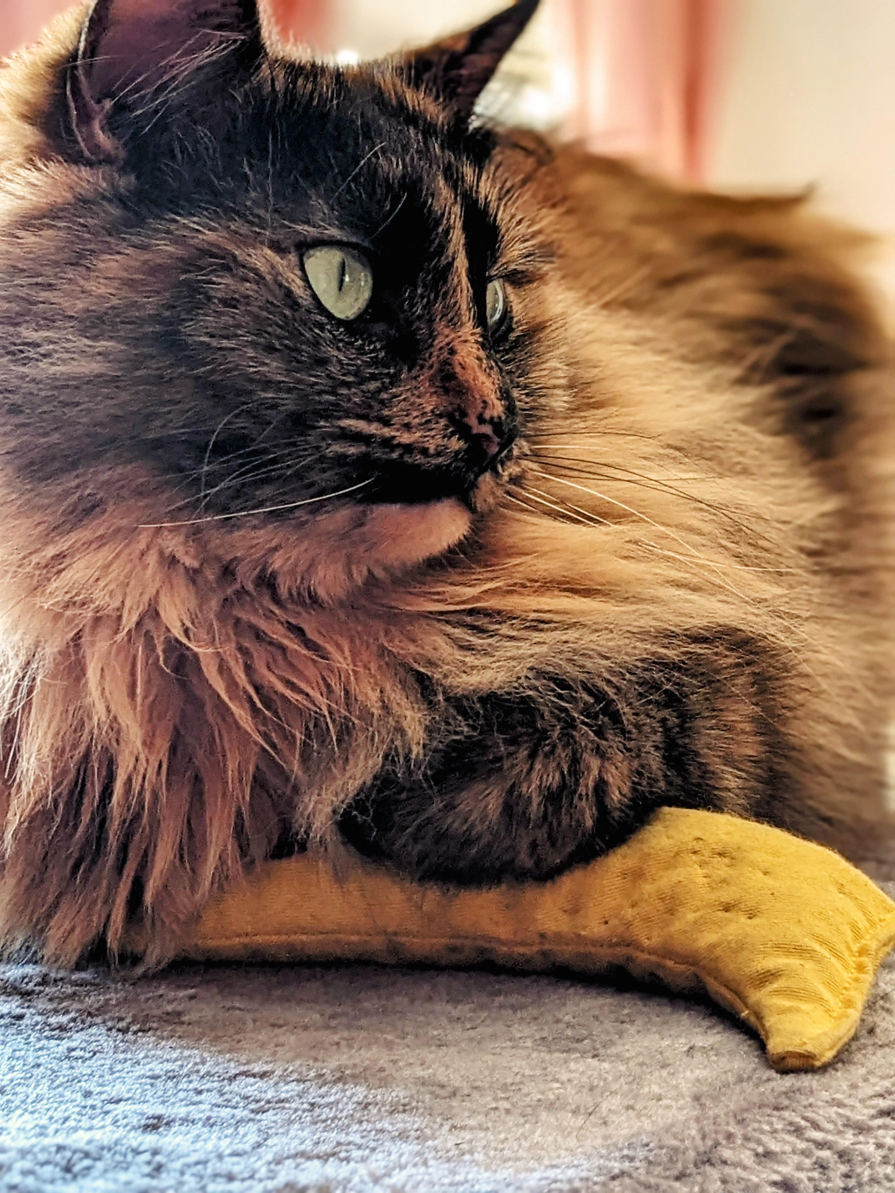 Nutmeg loafing on a banana for scale | Scrolller