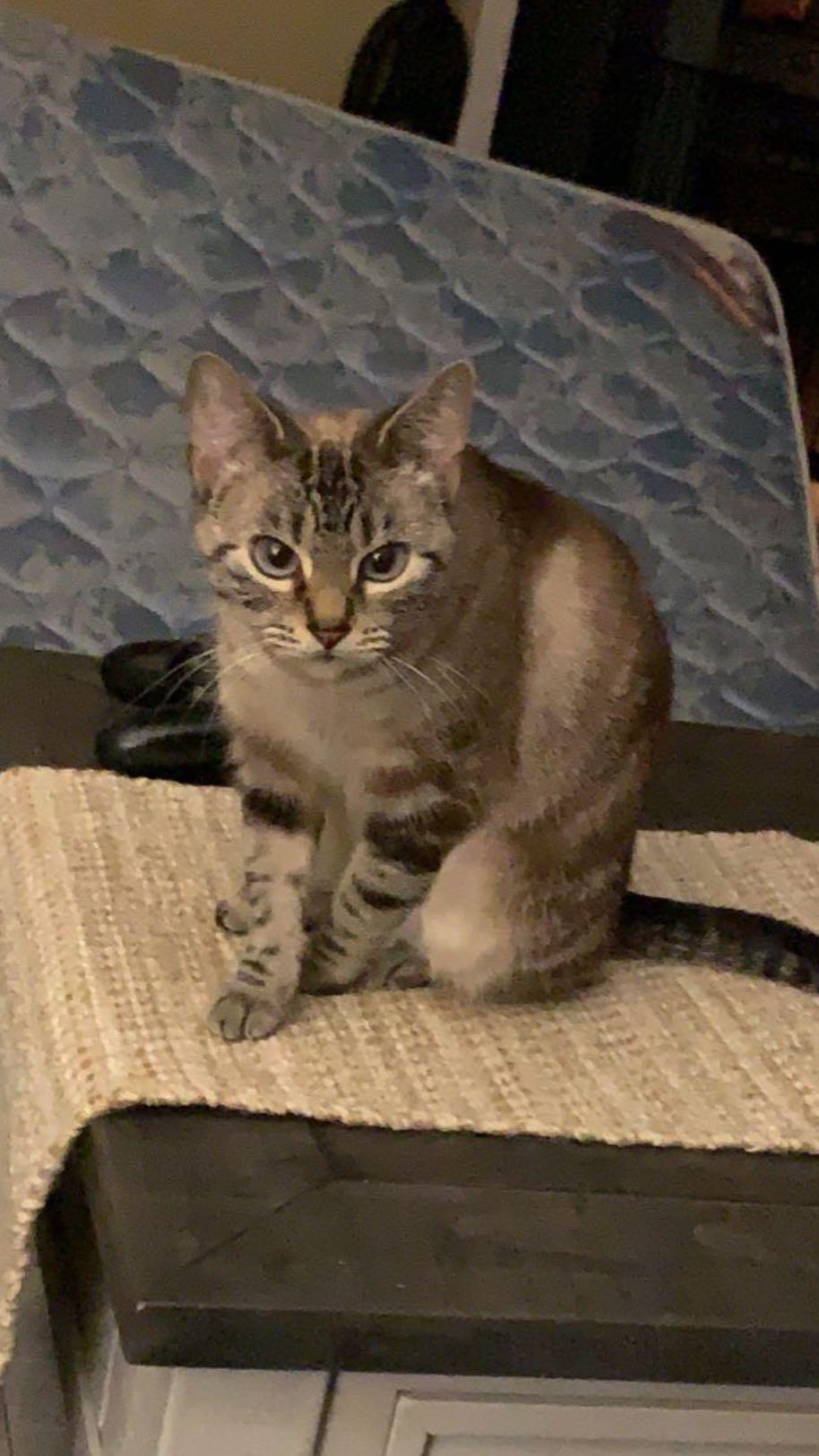 [OC] Photo dump of my cats | Scrolller