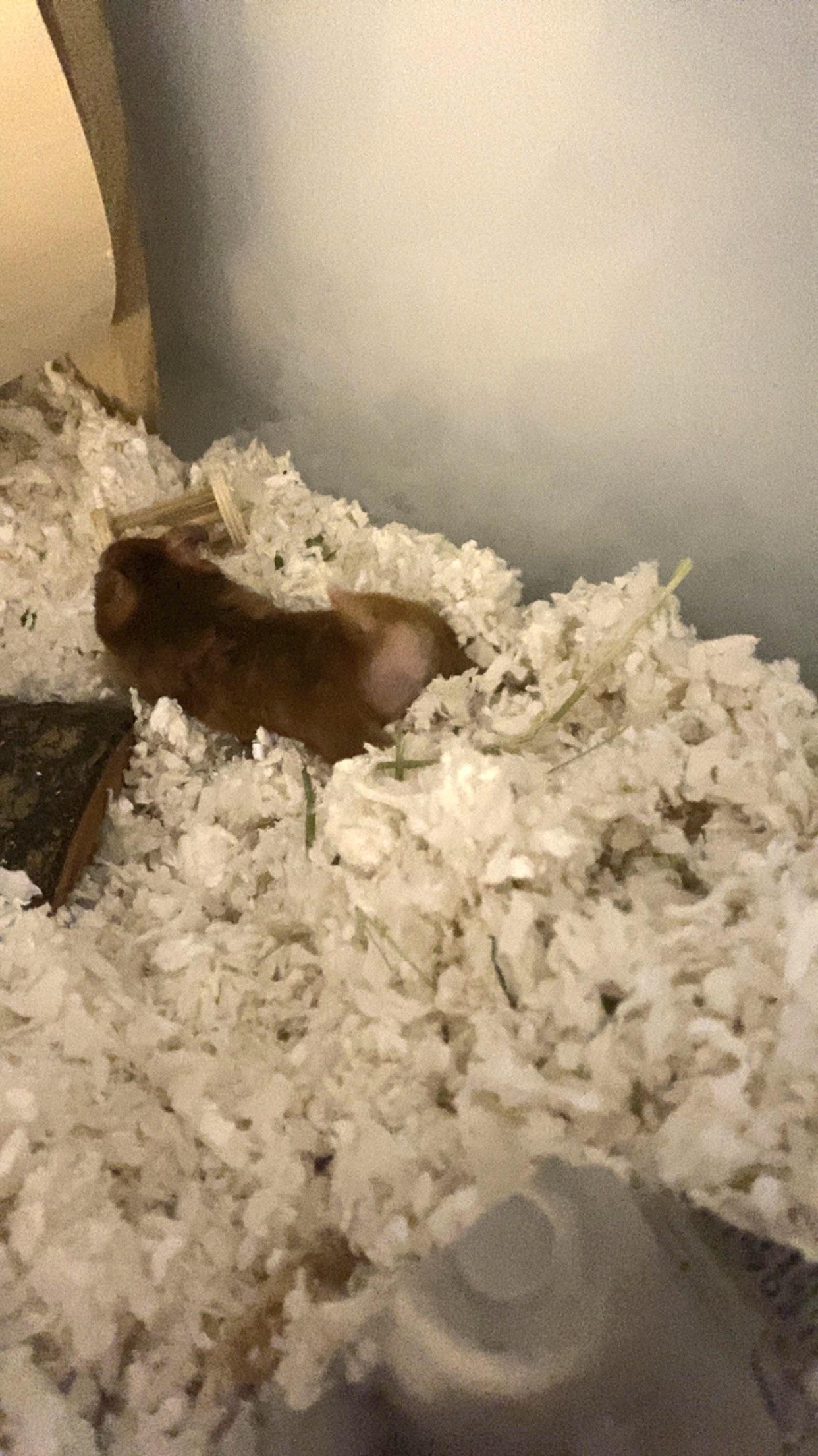 In memory of mishka | Scrolller