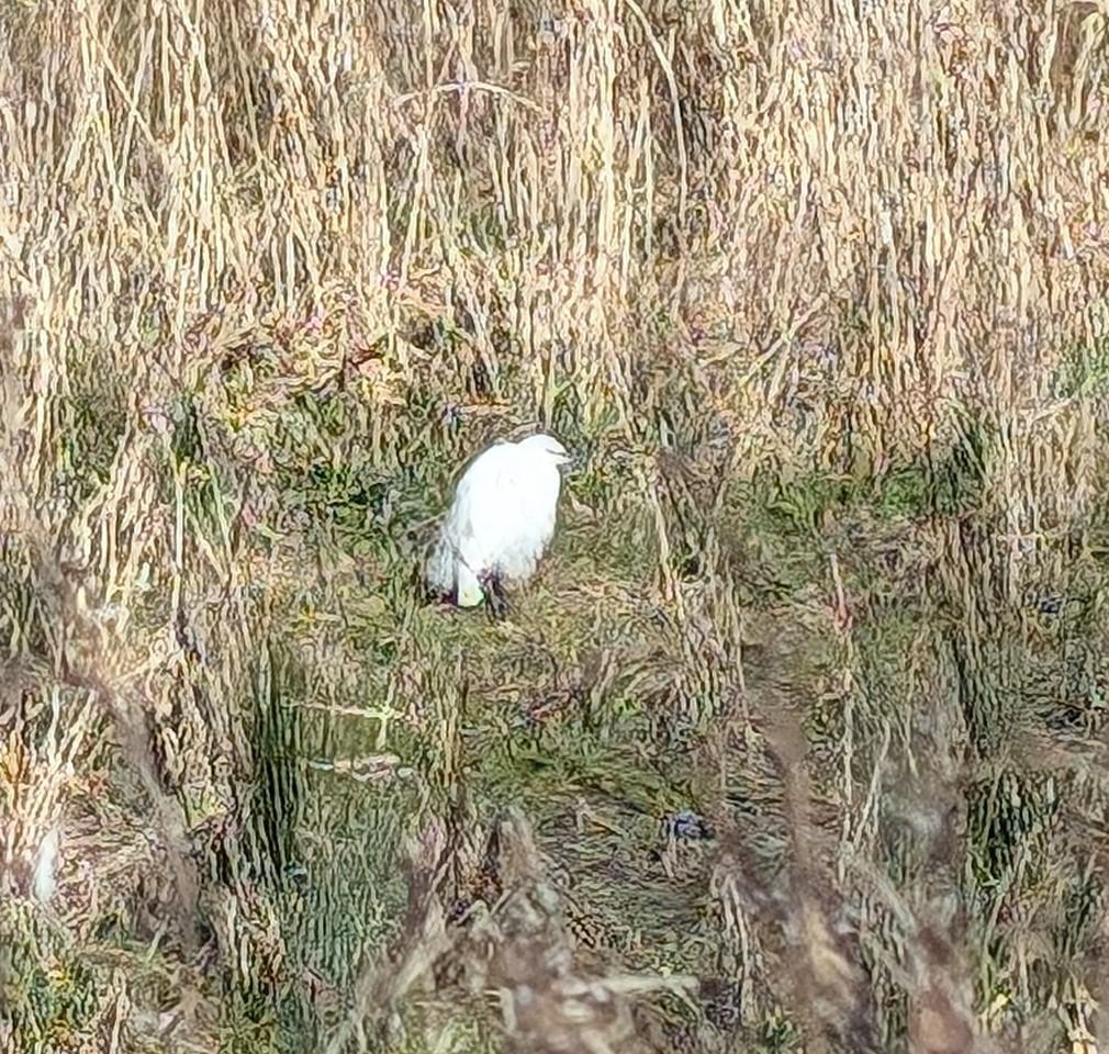 Spotted in marshy field by river | Scrolller