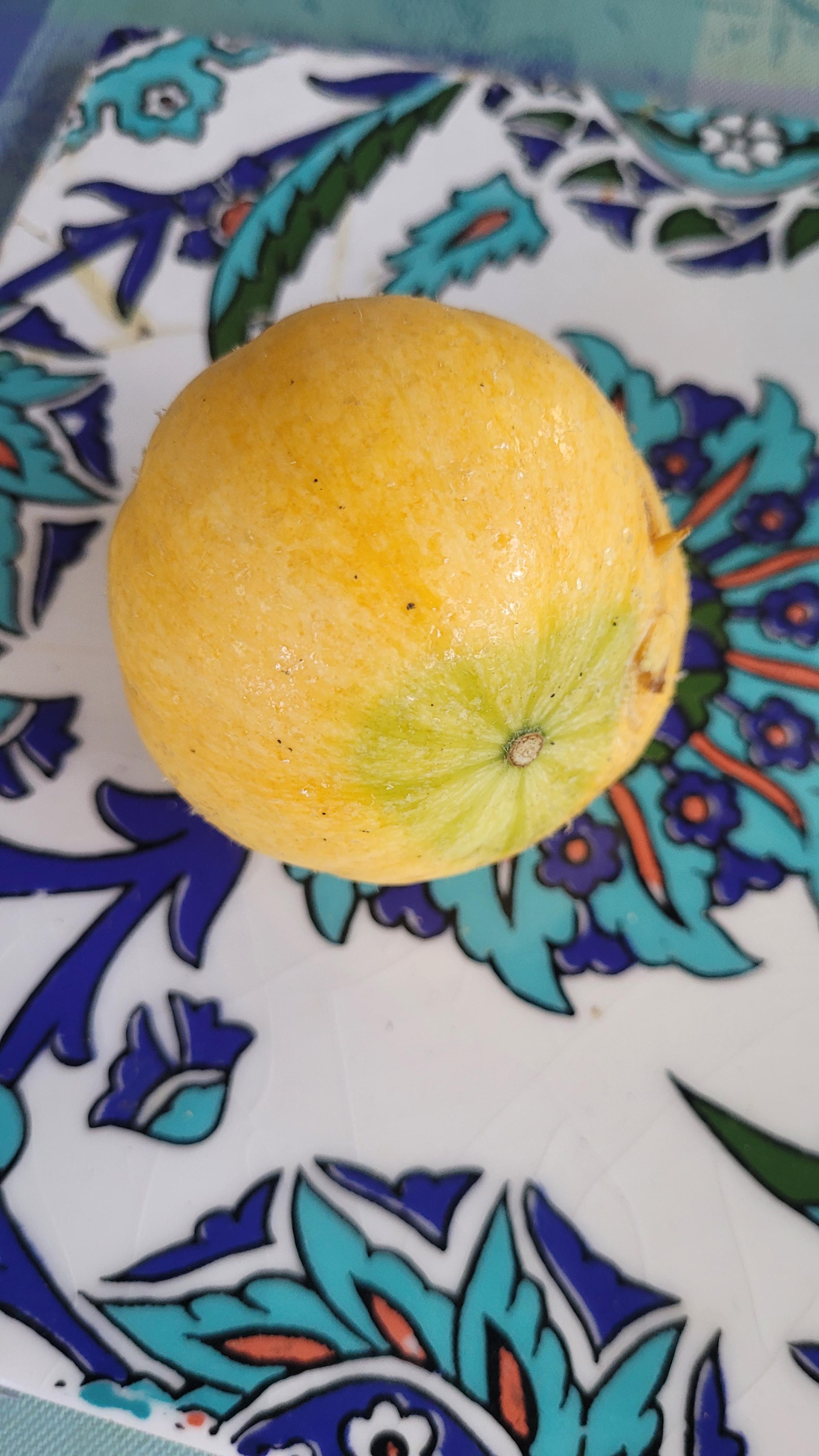 What is this squash? | Scrolller