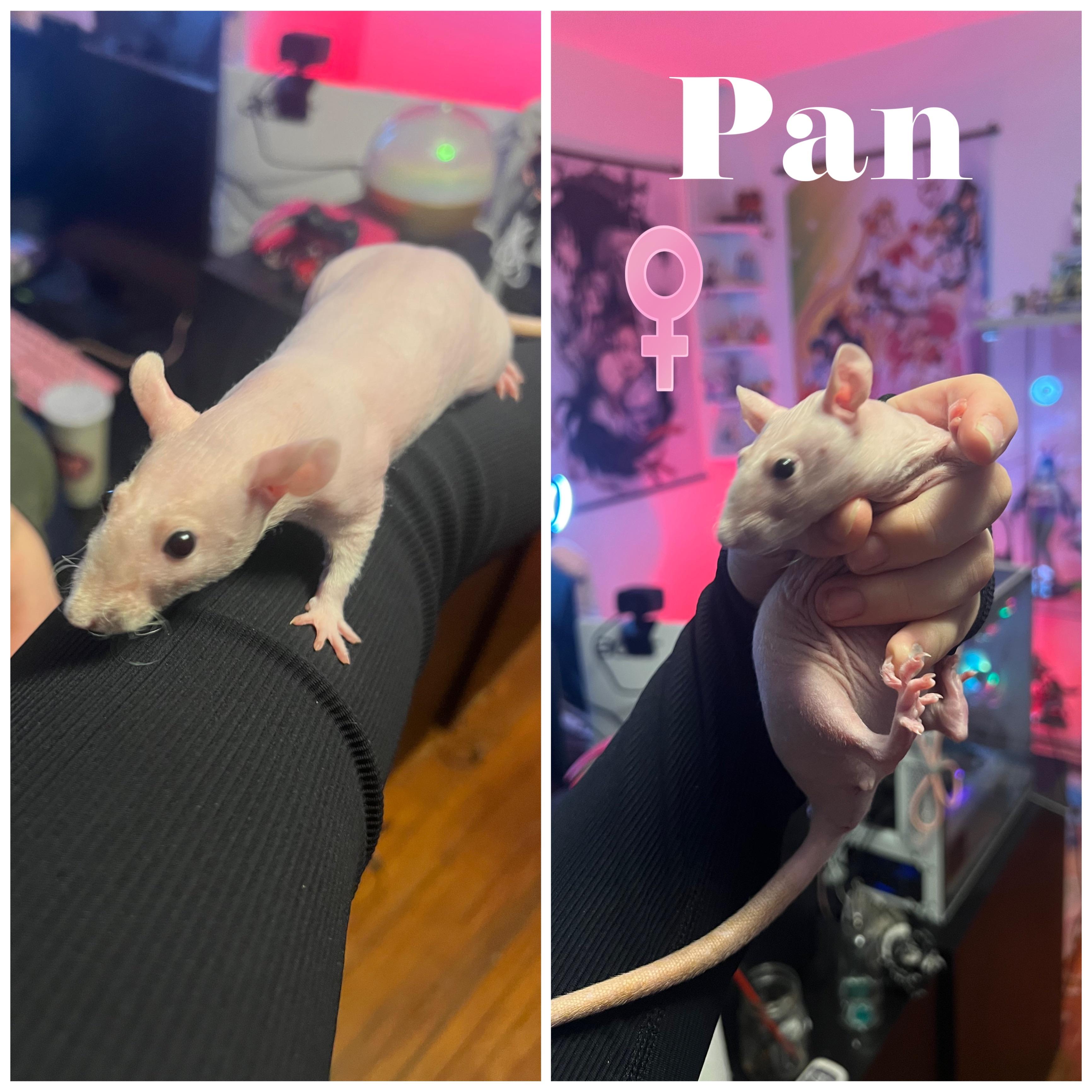 Rat lineup | Scrolller