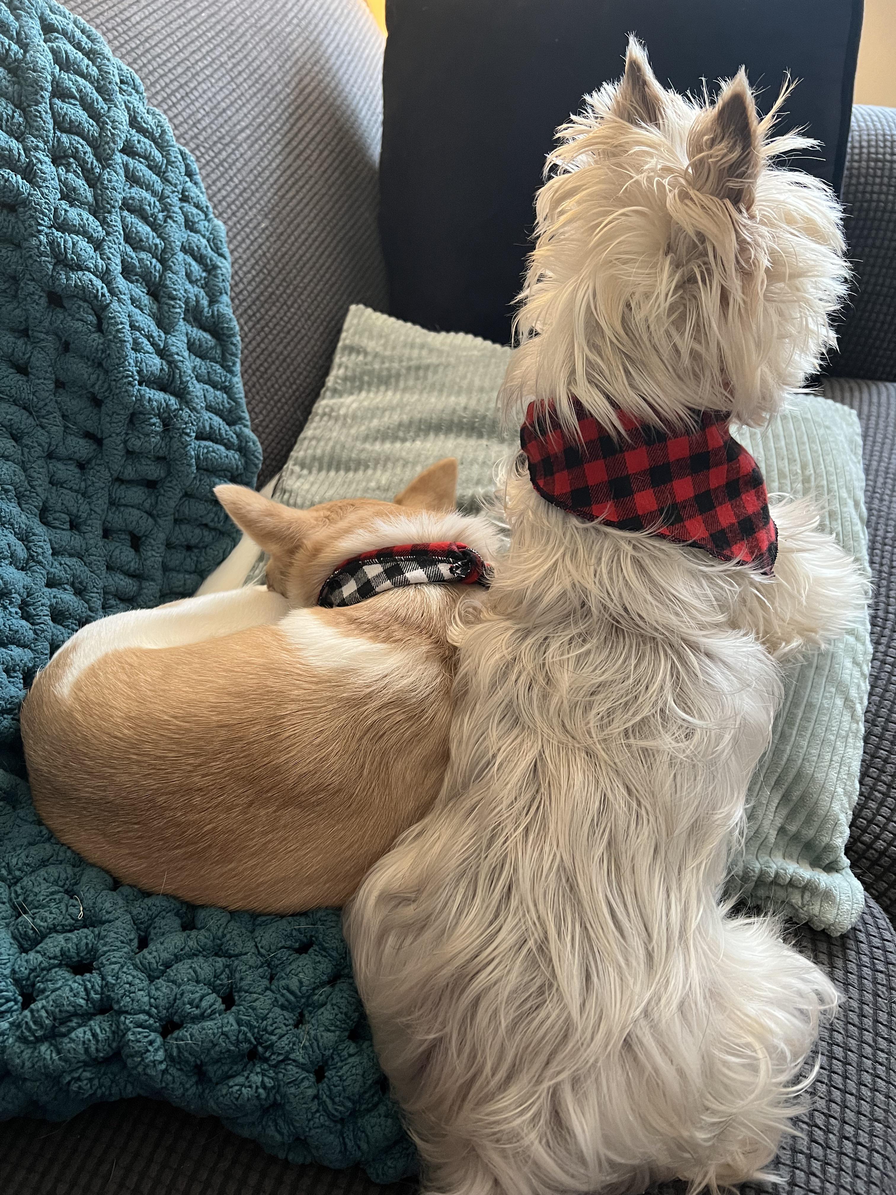 Fred (11yo) warming up to Ethel (2yo) and melting my heart | Scrolller