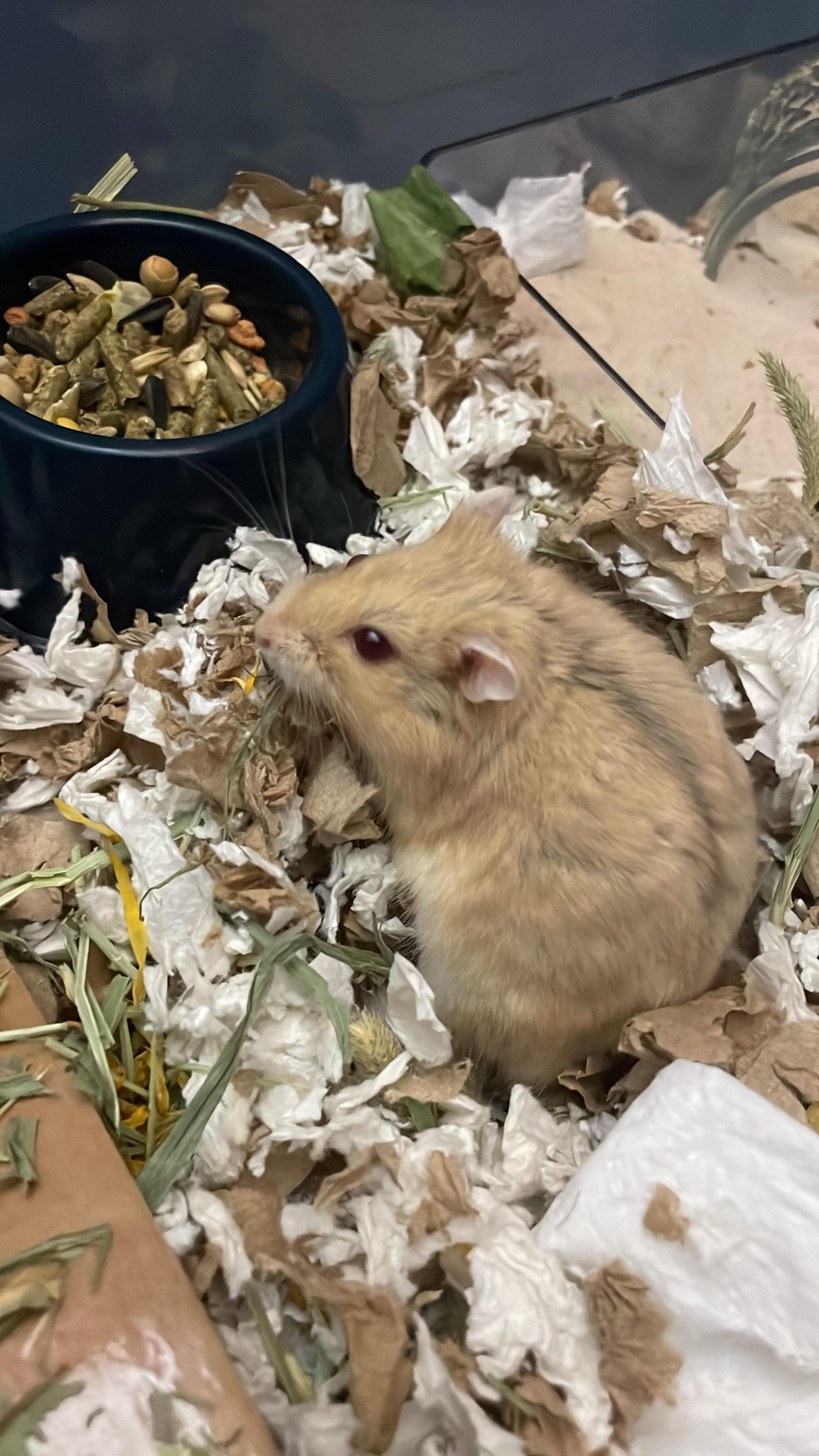 Meet sheldon! | Scrolller