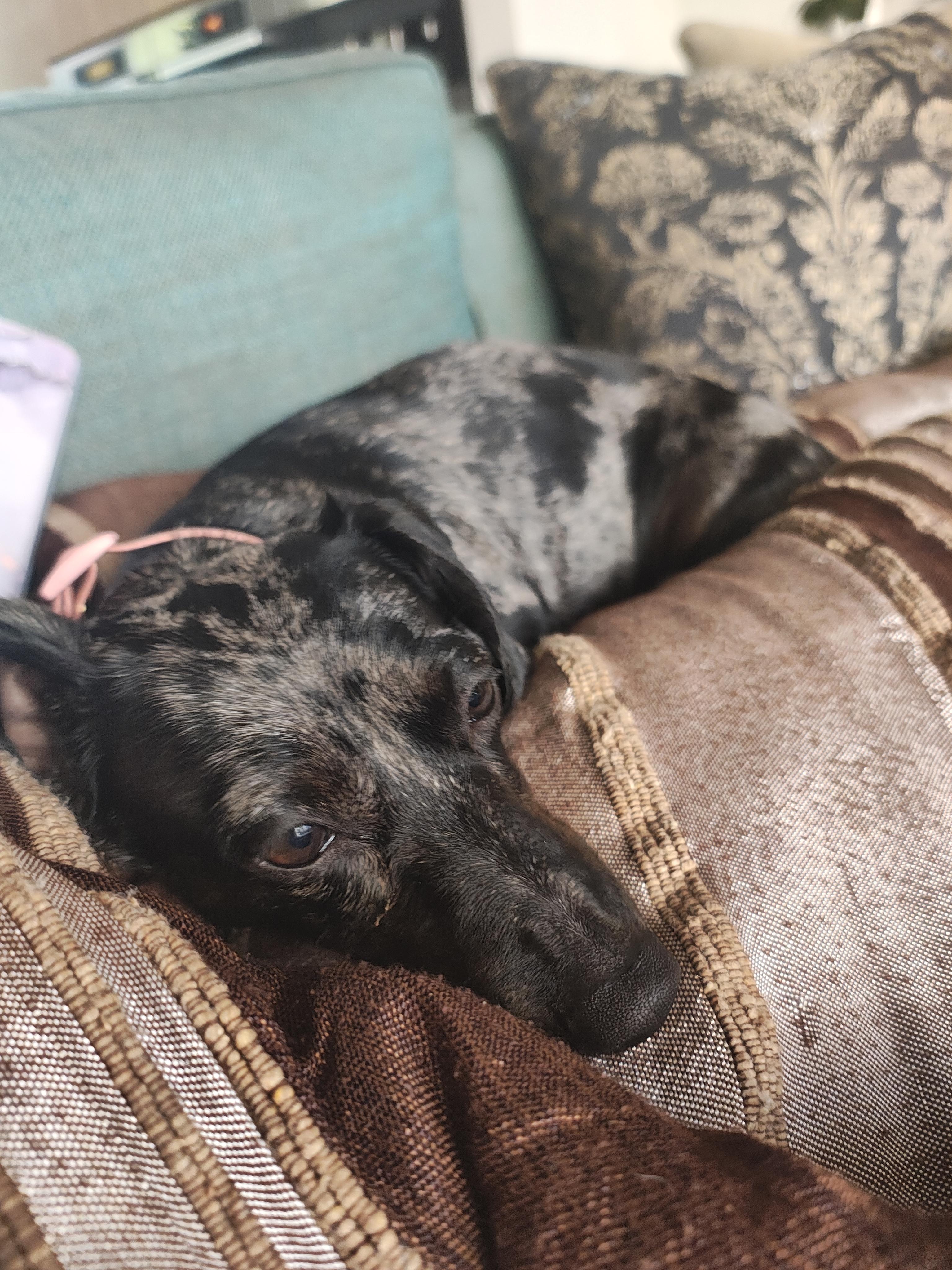 Dog sitting 2 beautiful angels | Scrolller