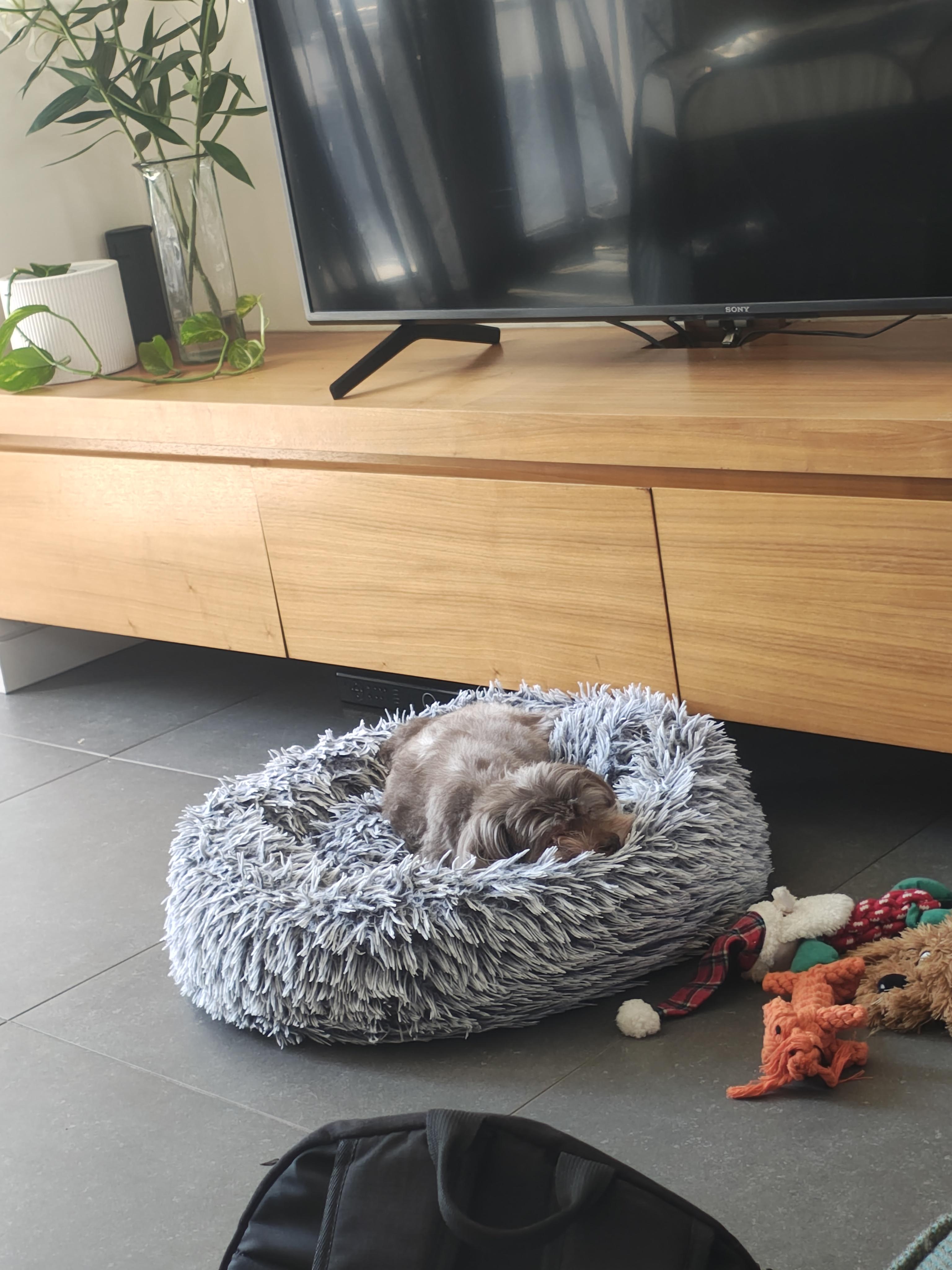 Dog sitting 2 beautiful angels | Scrolller