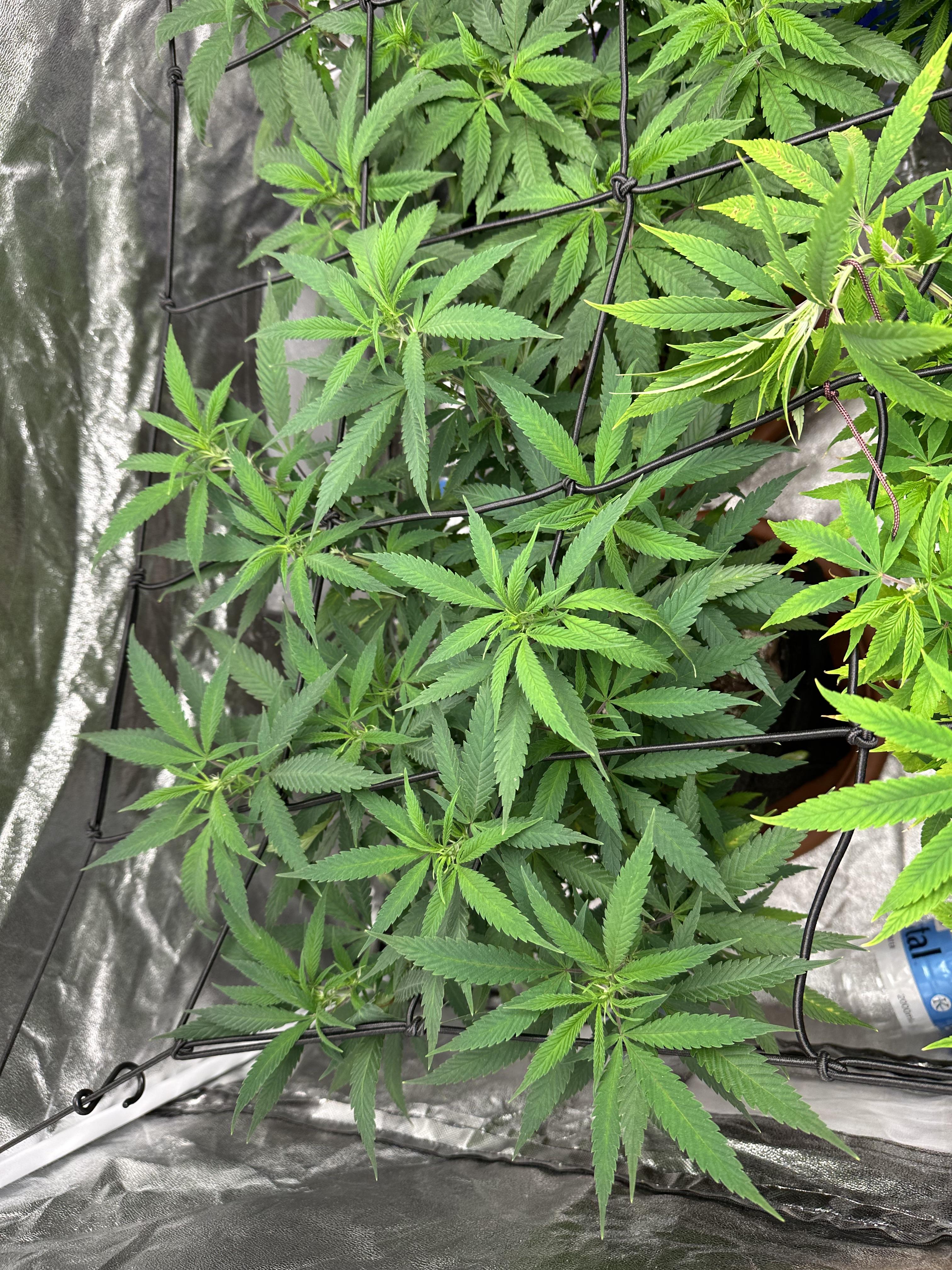 Opinions on the grow? | Scrolller