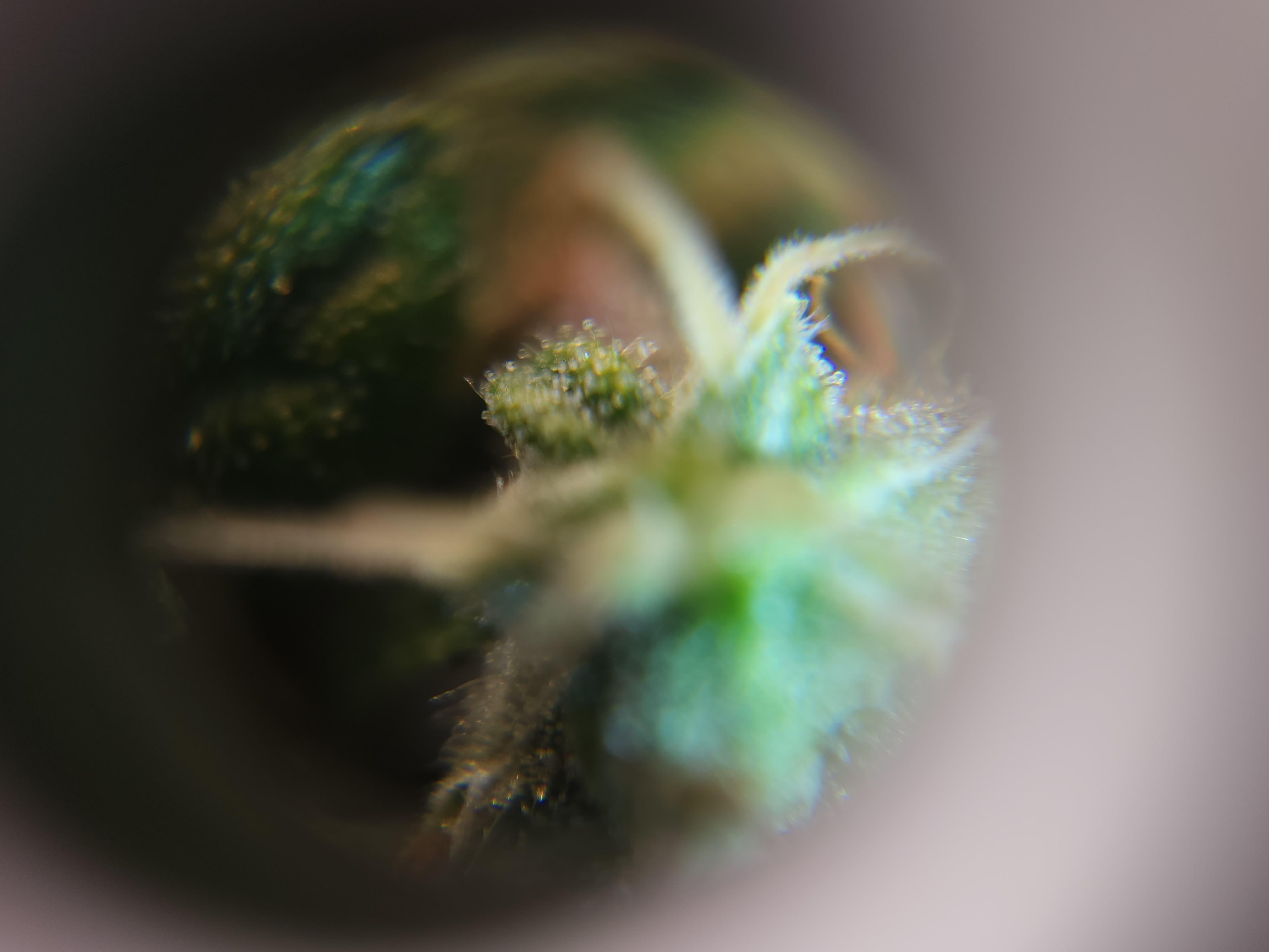 Decaying buds? | Scrolller