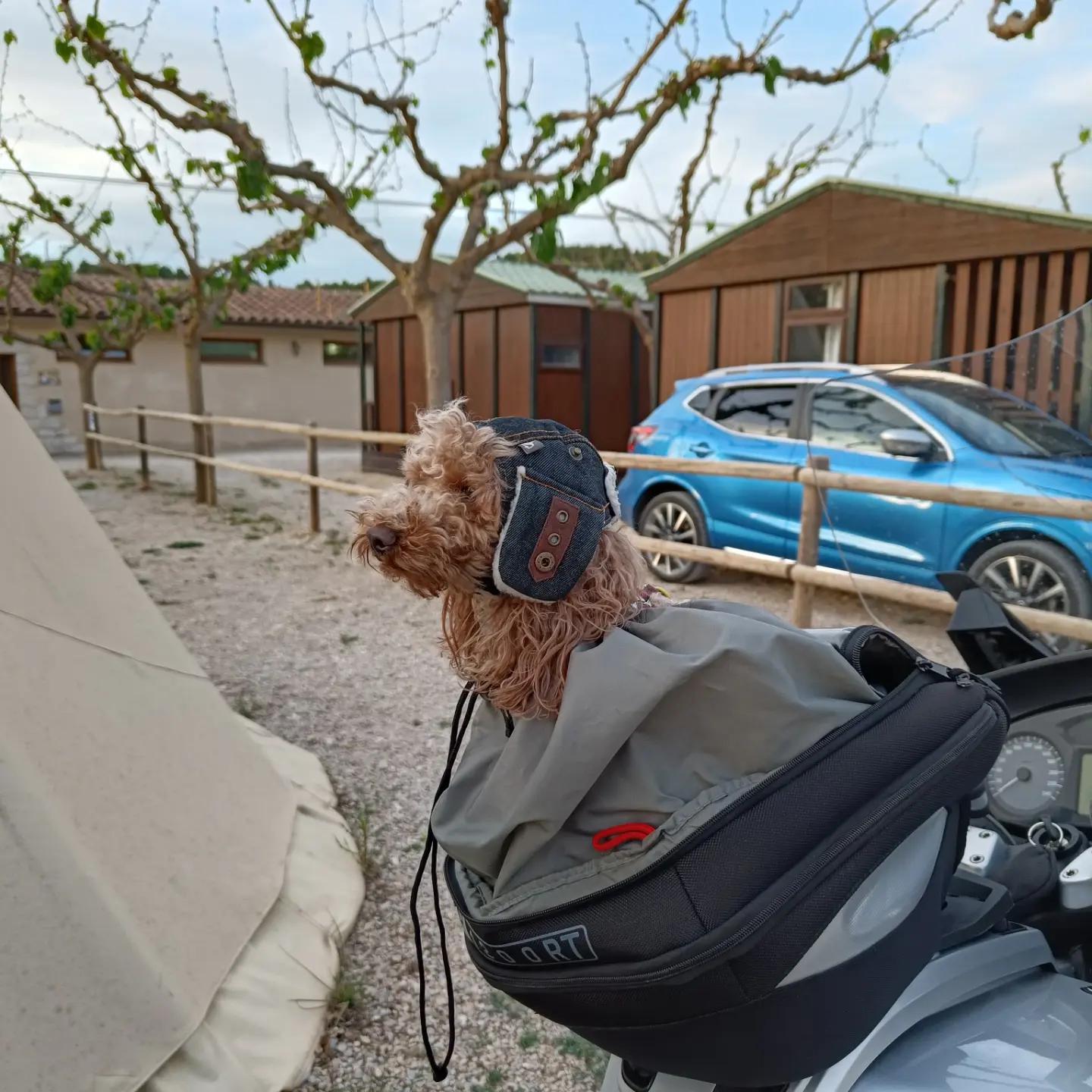 Dog on a motorcycle. (OC) | Scrolller