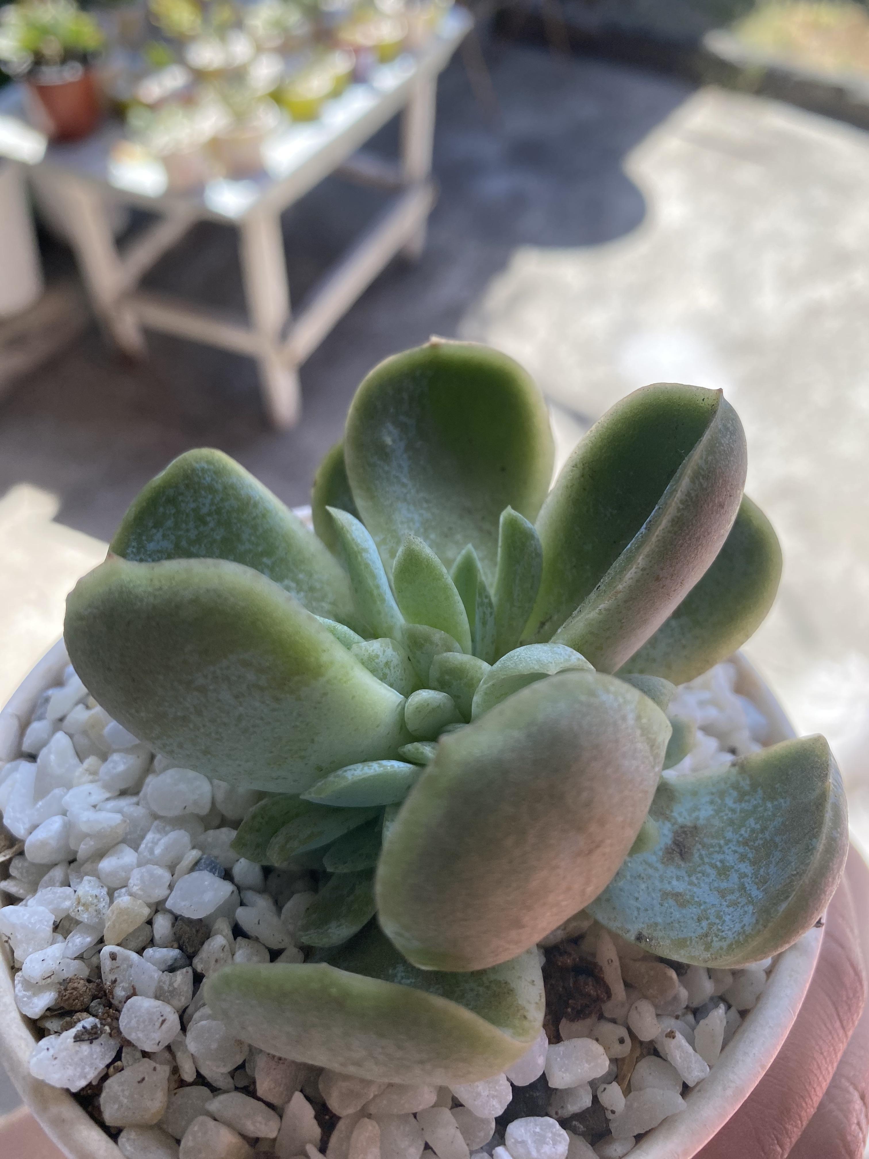 What does it mean when it’s clear on the edge of the leaf? | Scrolller