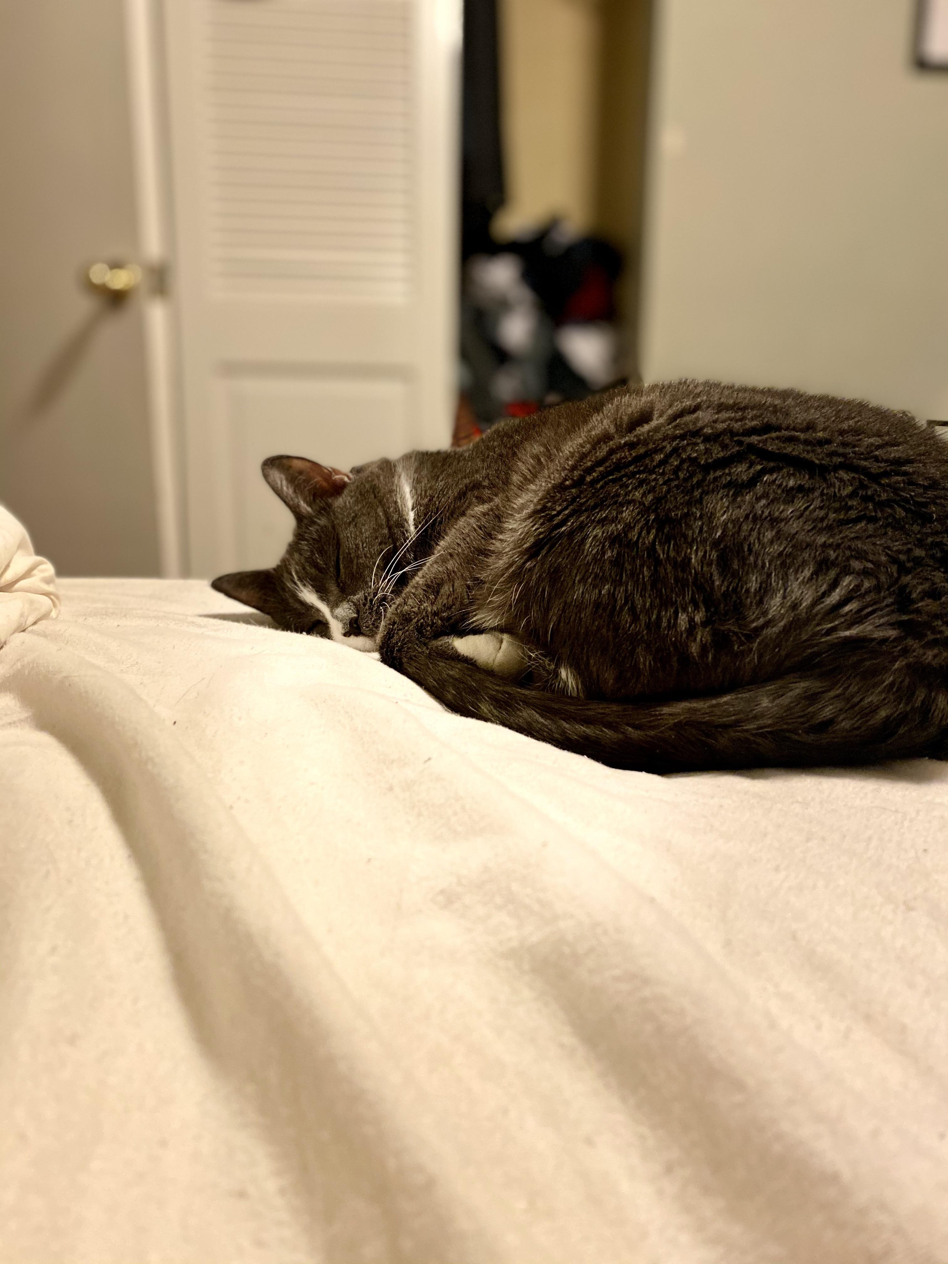 Azura the Tuxedo | Scrolller