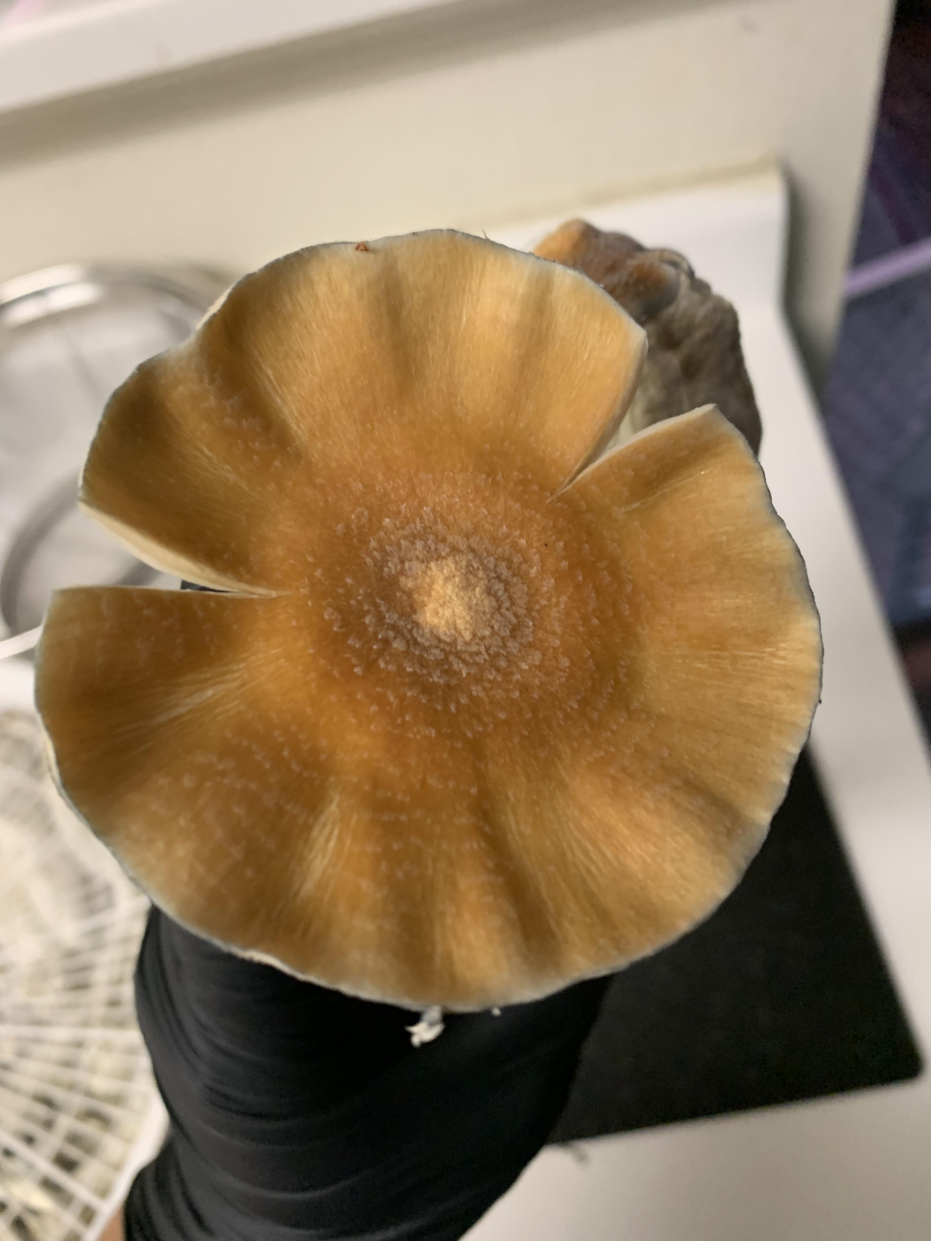 Penis envy you say? [Actives] | Scrolller