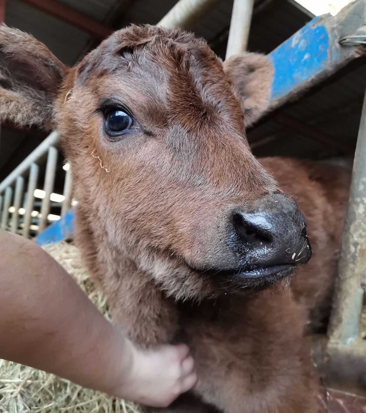 Fawn seems to like scratches. She’s a very cute calf | Scrolller