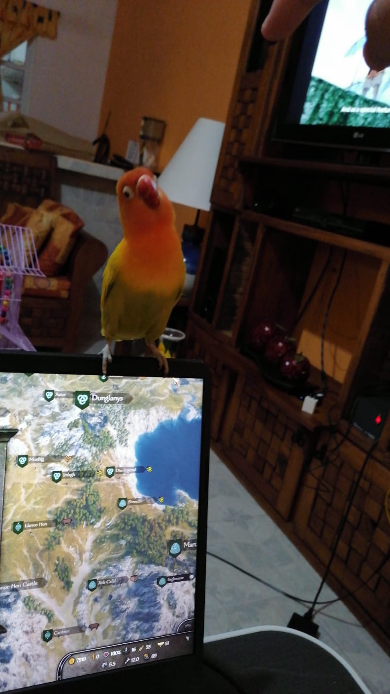 I got married recently and a Lovebird came with the marriage. | Scrolller