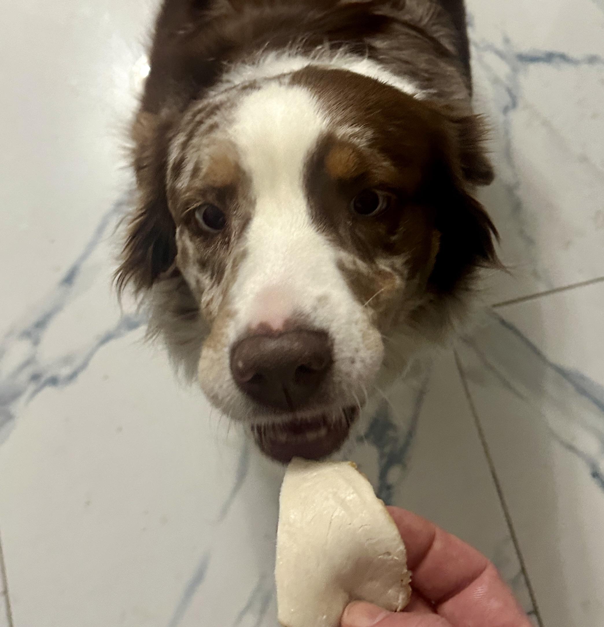 [homemade] turkey melt, dog | Scrolller