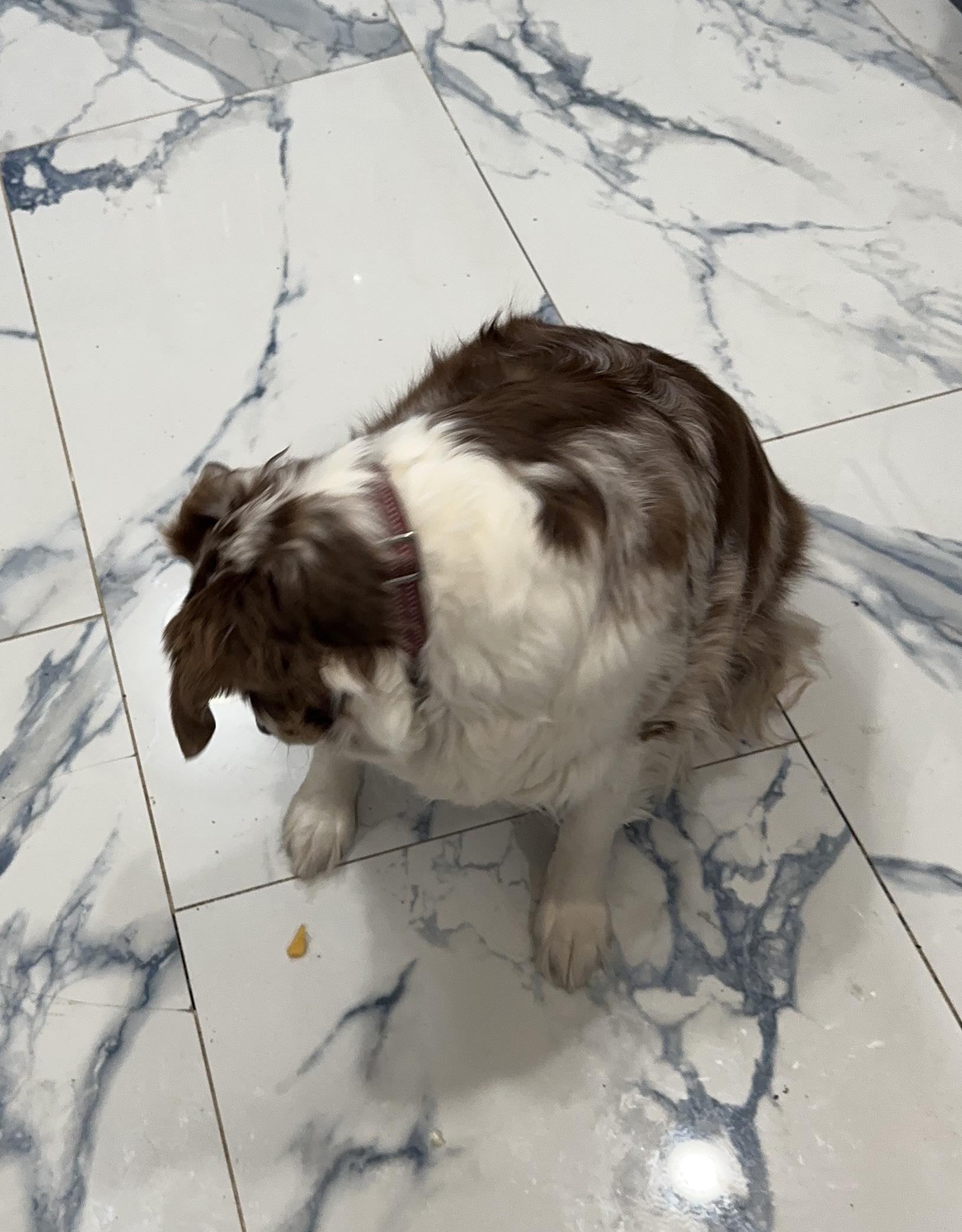 [homemade] nacho dogs | Scrolller