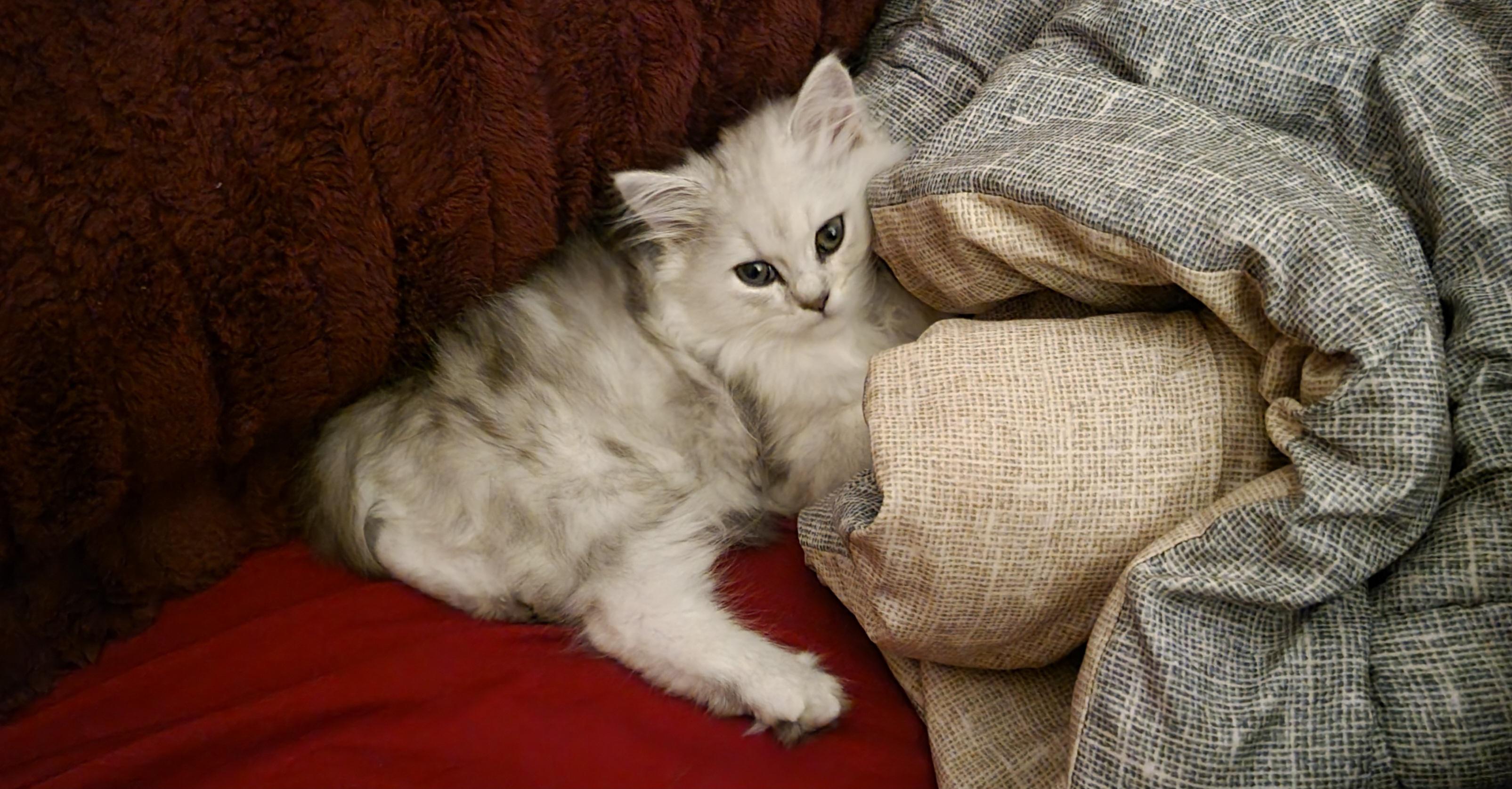 (OC) meet Mochi, our 10 week old Persian gifted to us yesterday! | Scrolller