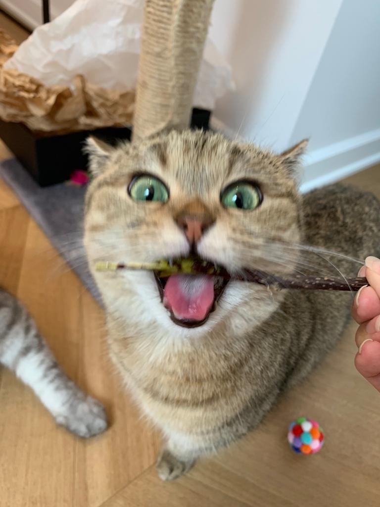 [OC] Coco chewing on a silver vine branch | Scrolller