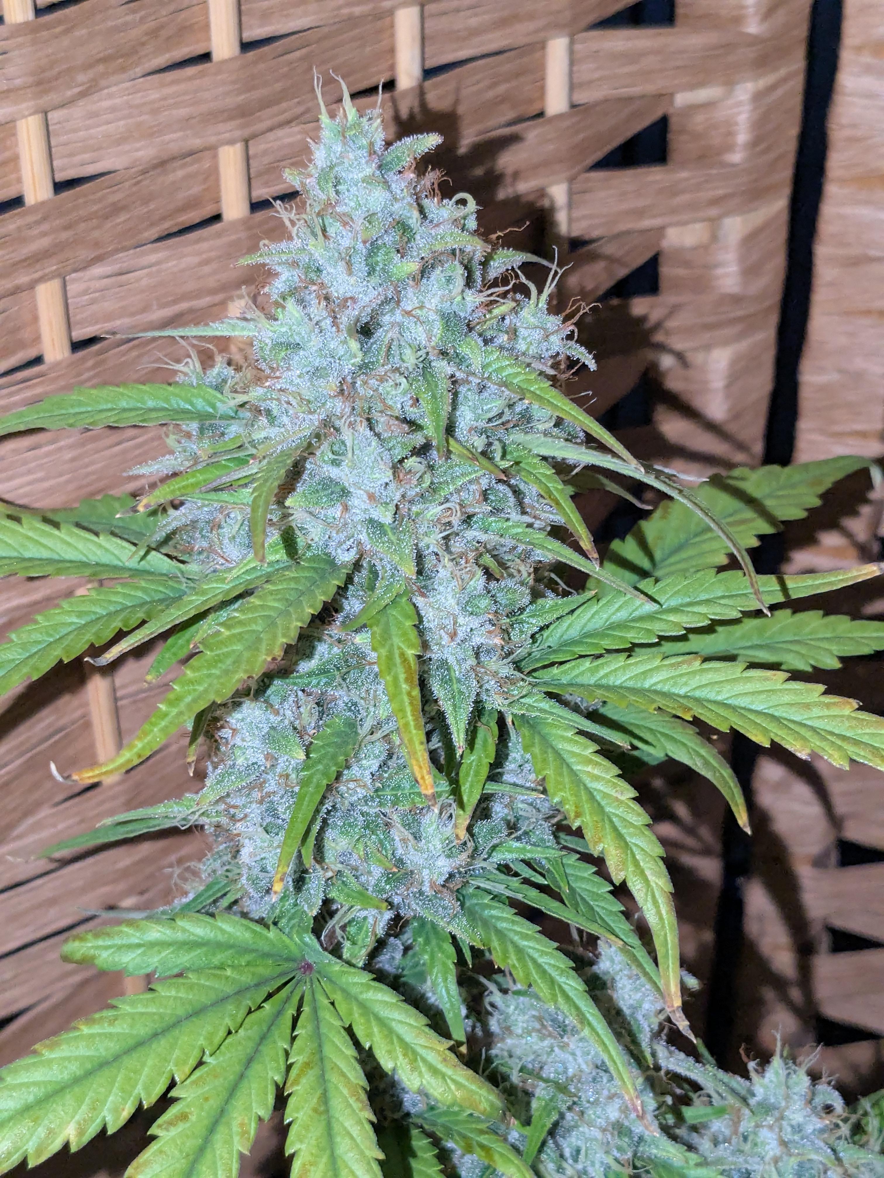 Magilla Gorilla | Scrolller