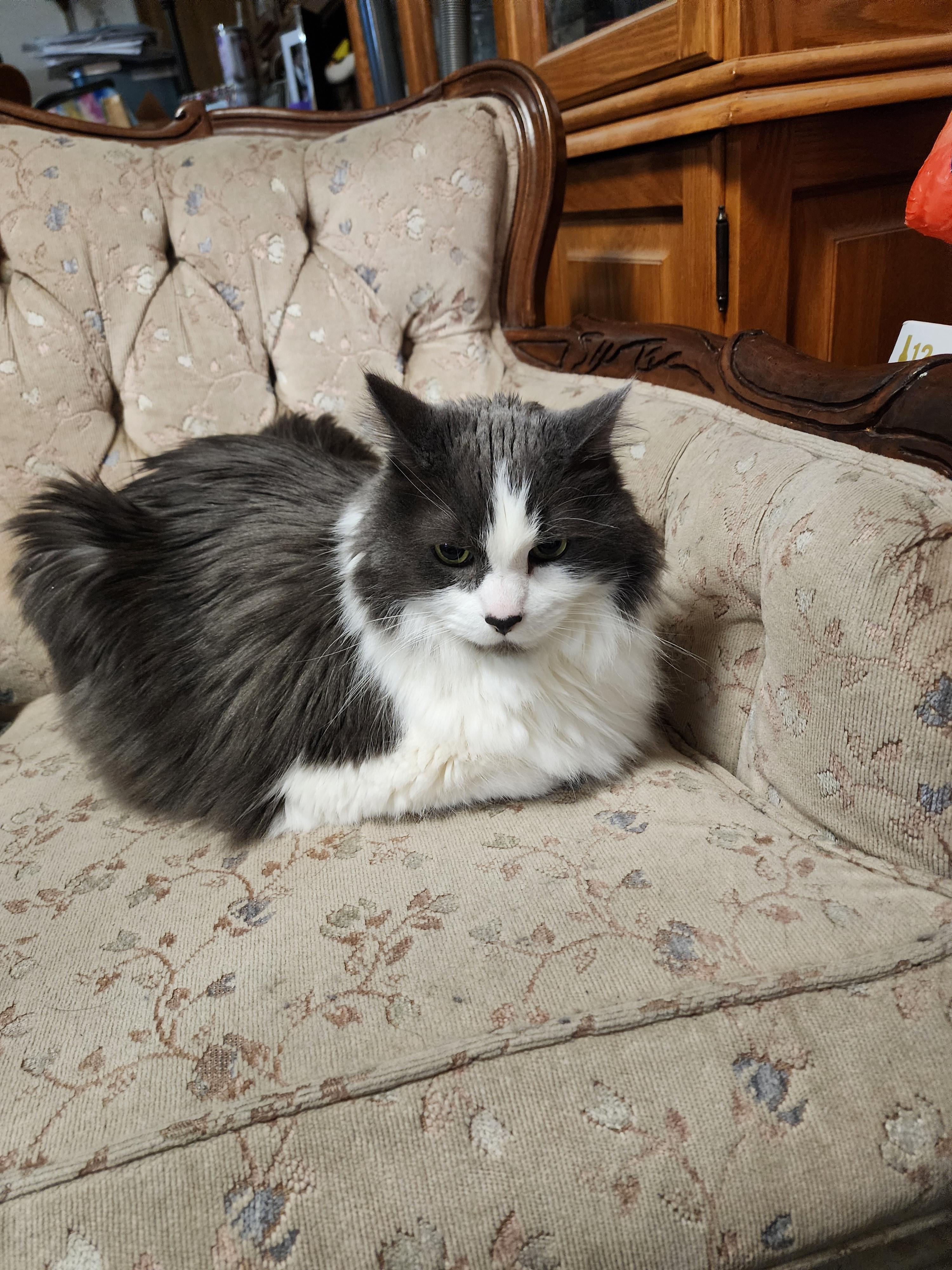 Grumpy Perry | Scrolller