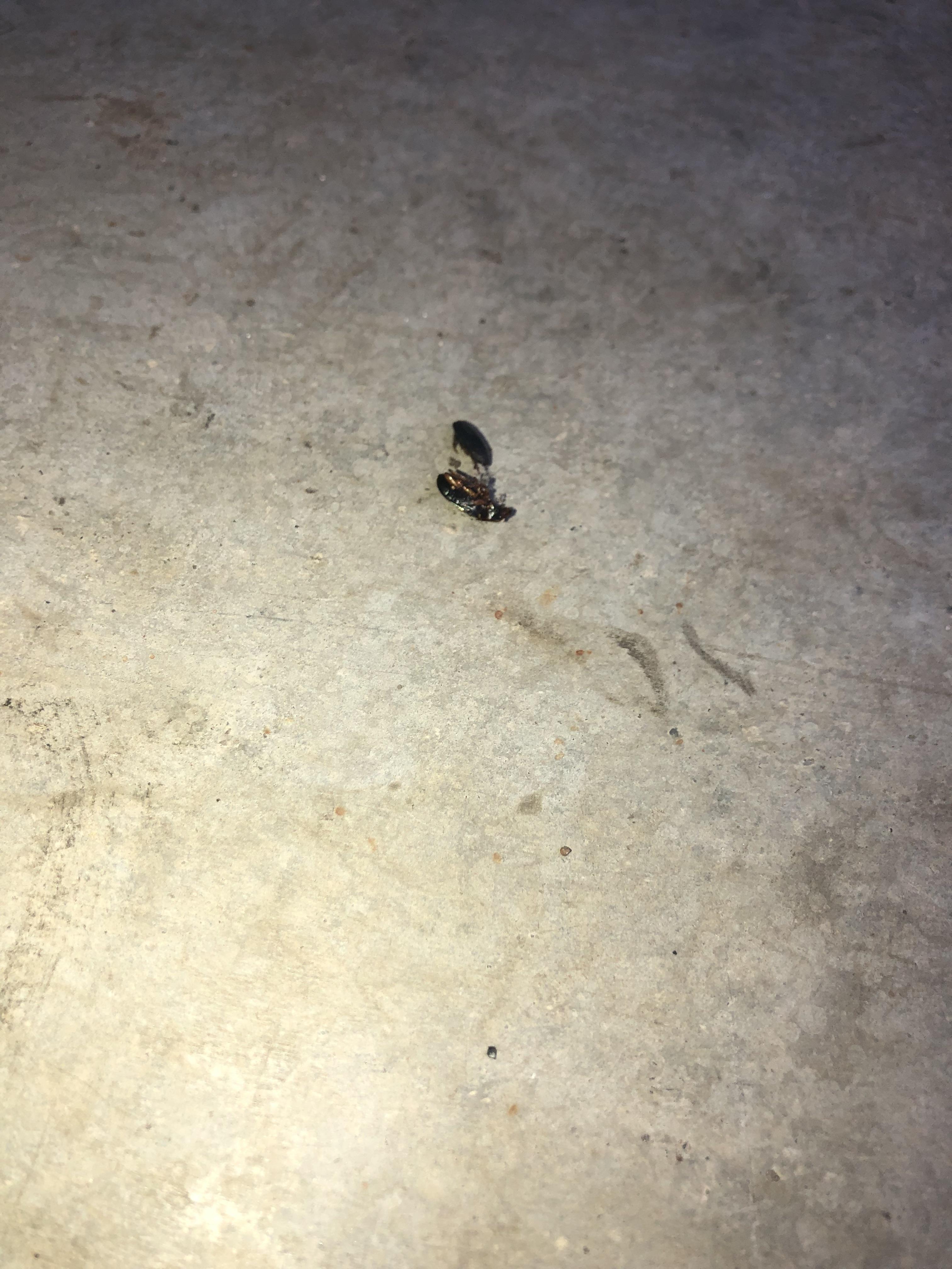 Is this a bed bug? | Scrolller