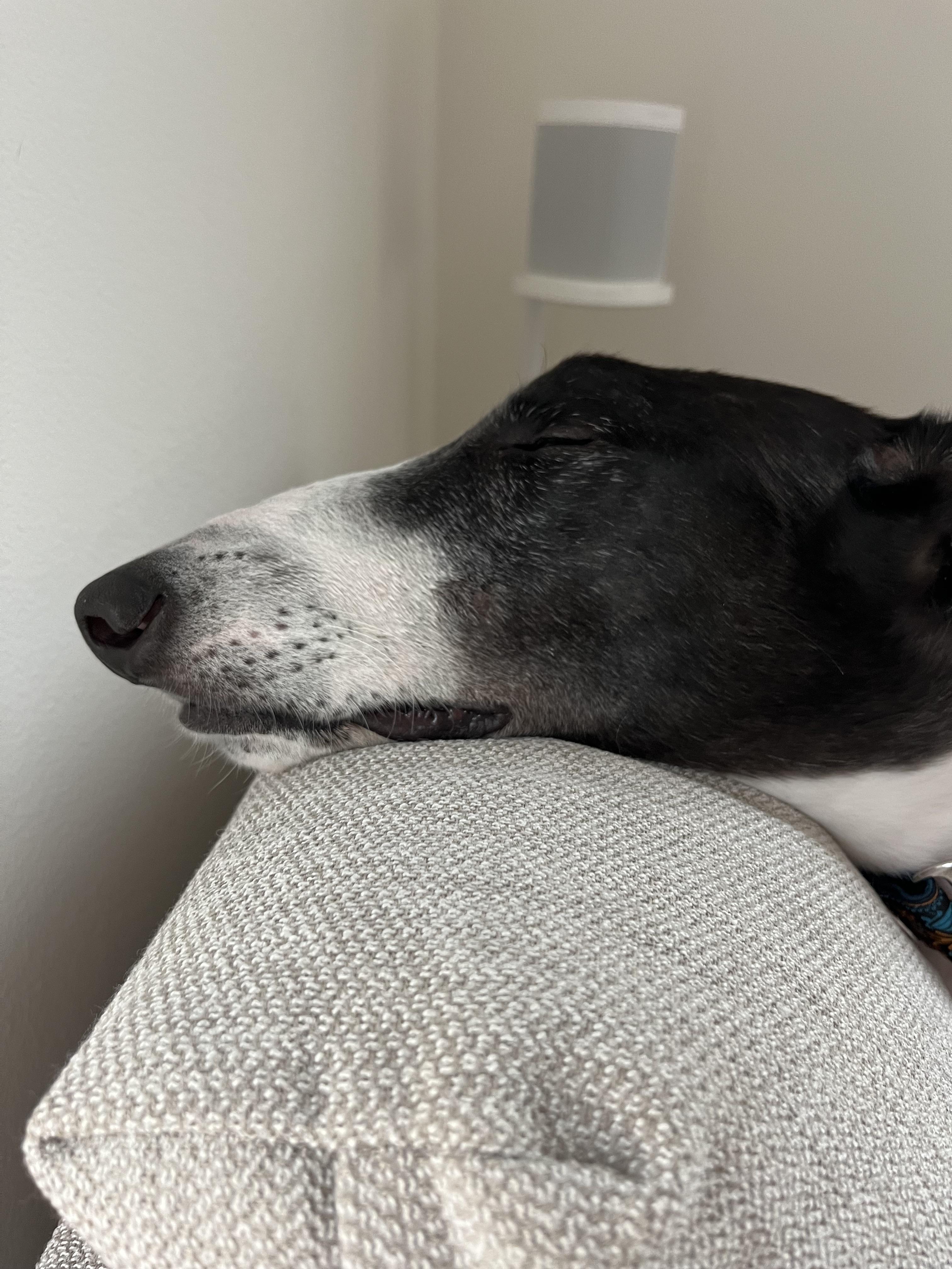 Tank’s giant Roman snoot | Scrolller