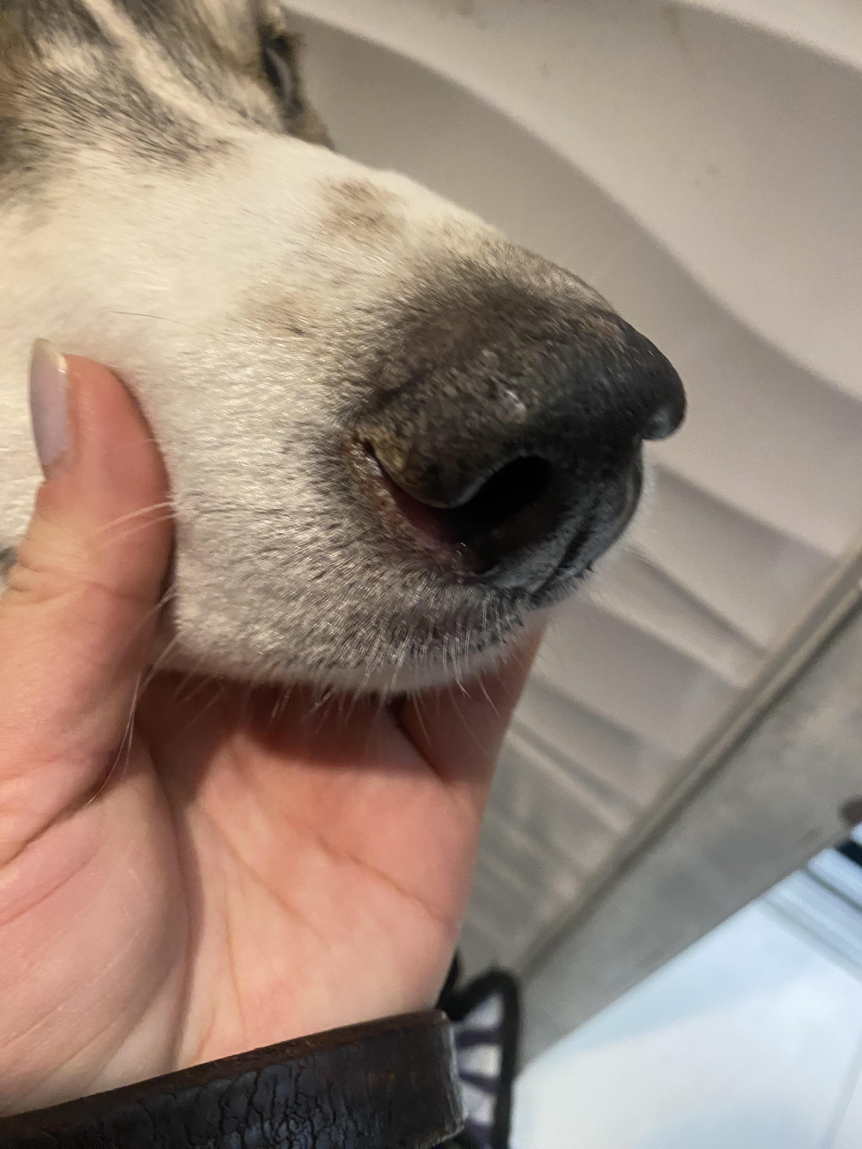 Zinc deficiency or something else? | Scrolller