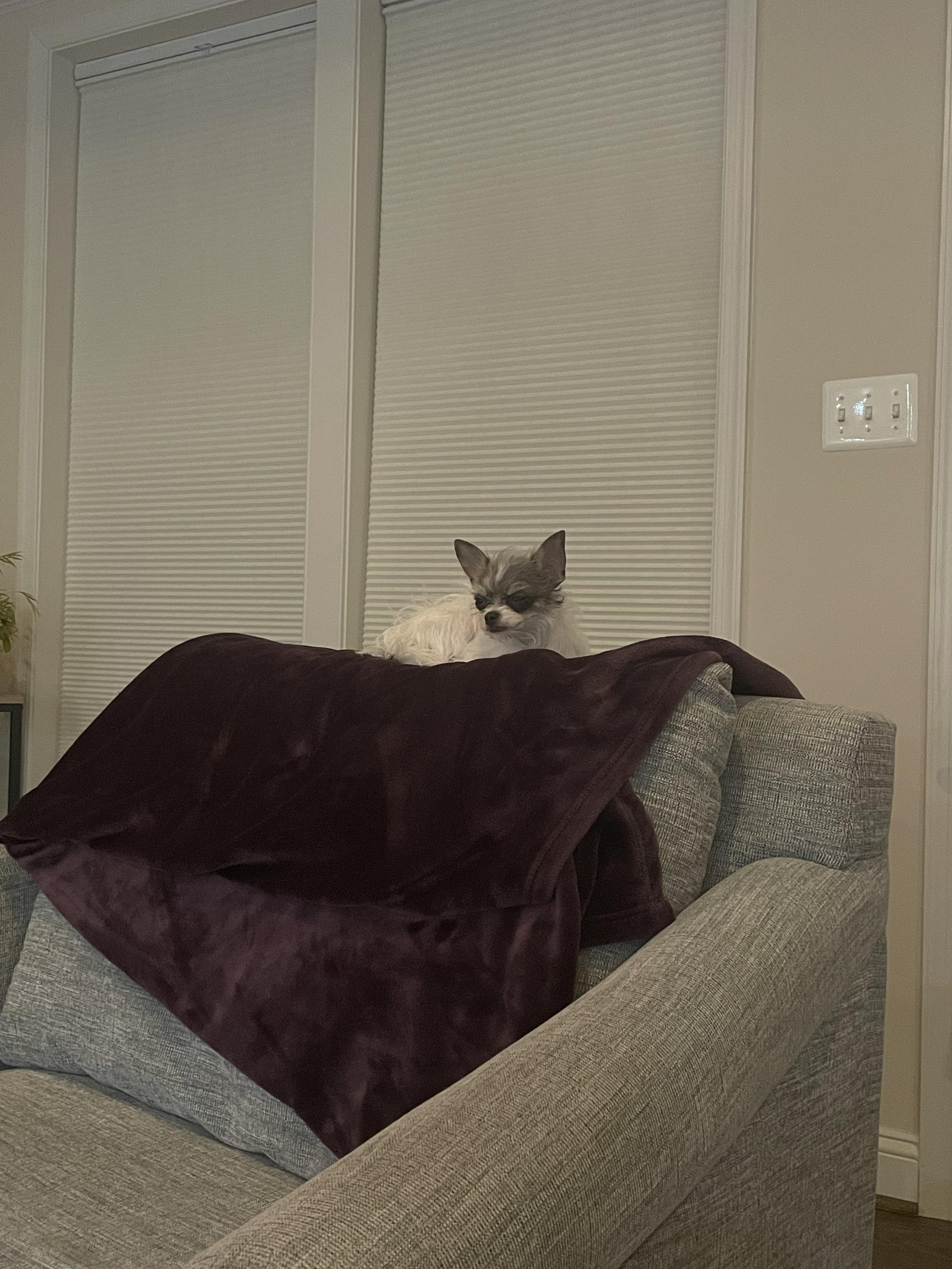 Couch gremlin | Scrolller