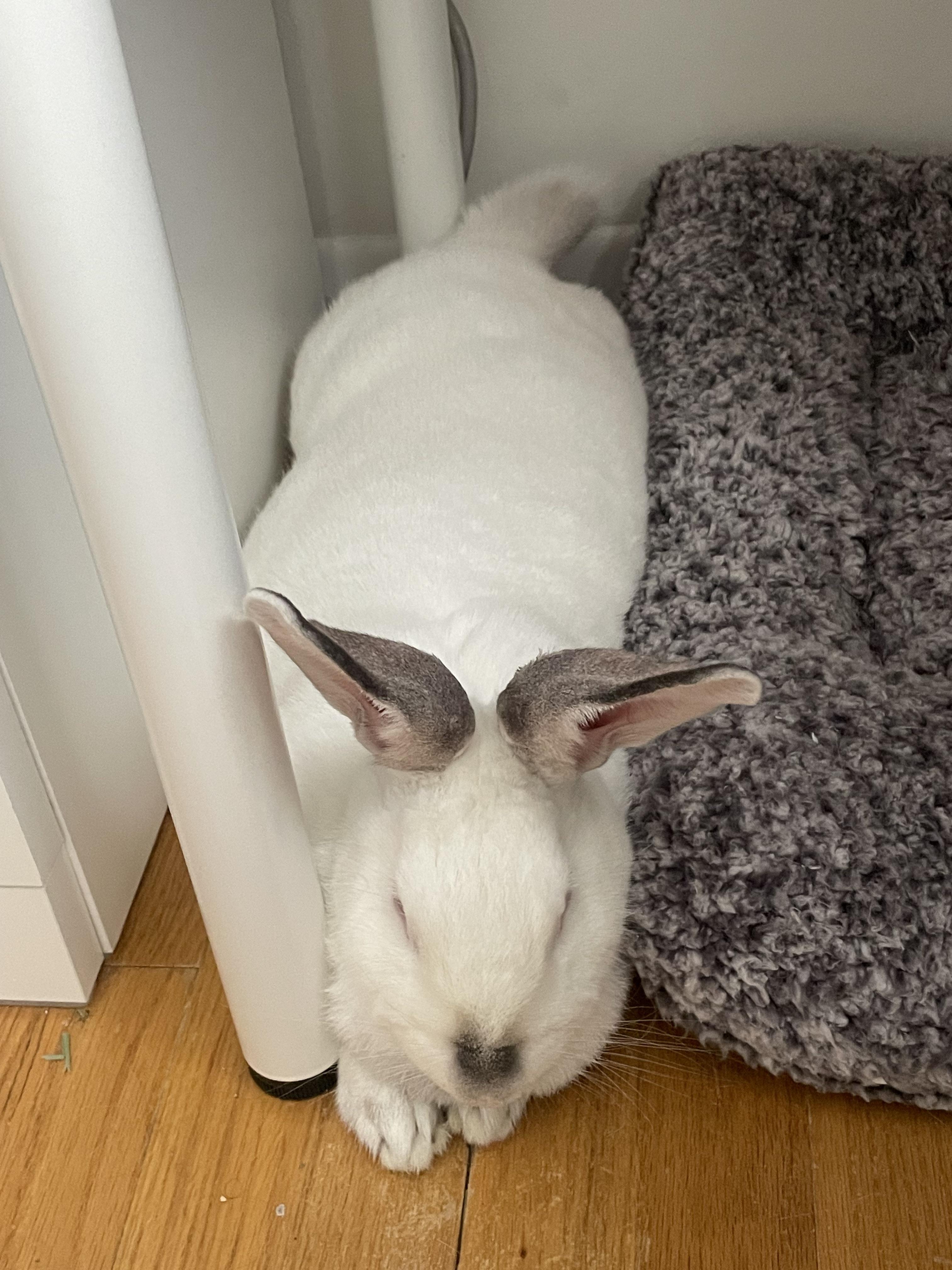 Our big blind girl Peanut! | Scrolller