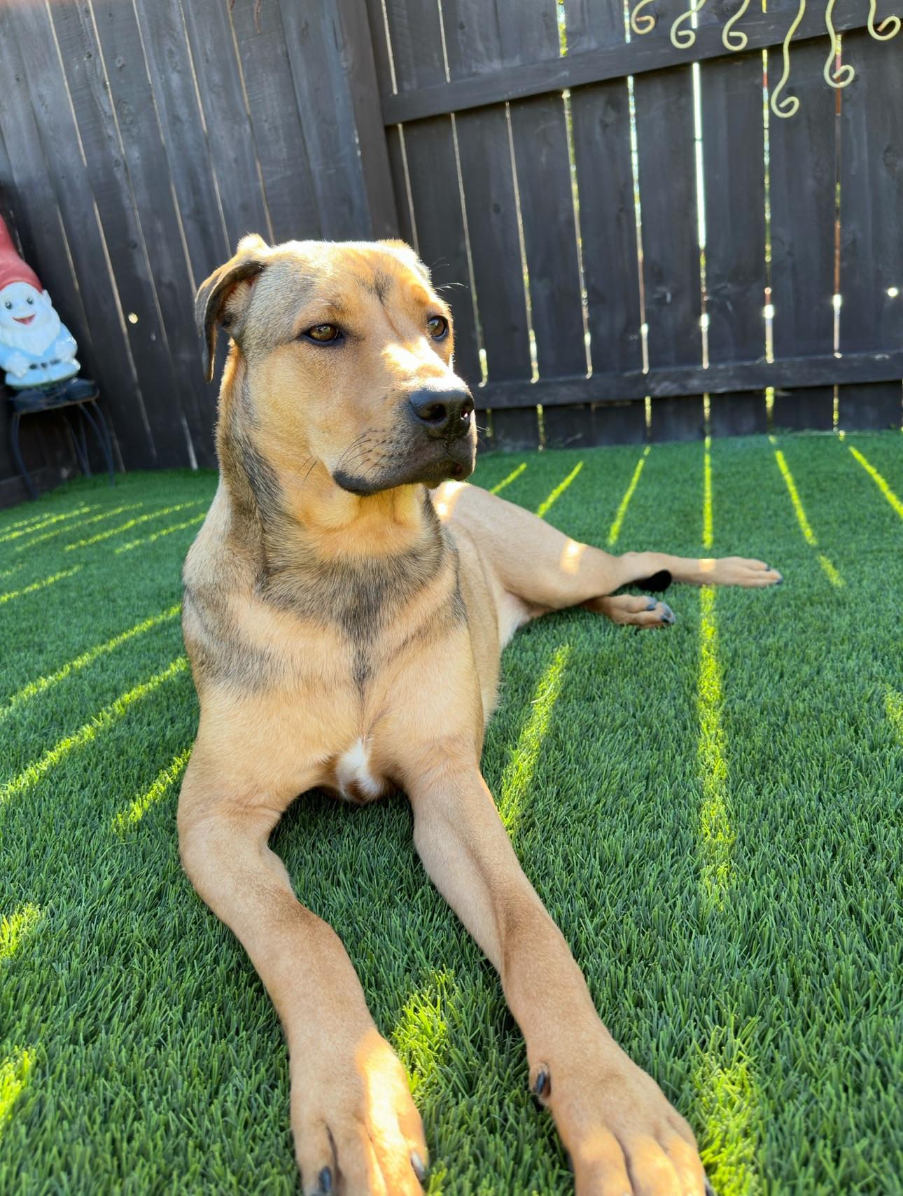 Help, my dog is melting. | Scrolller