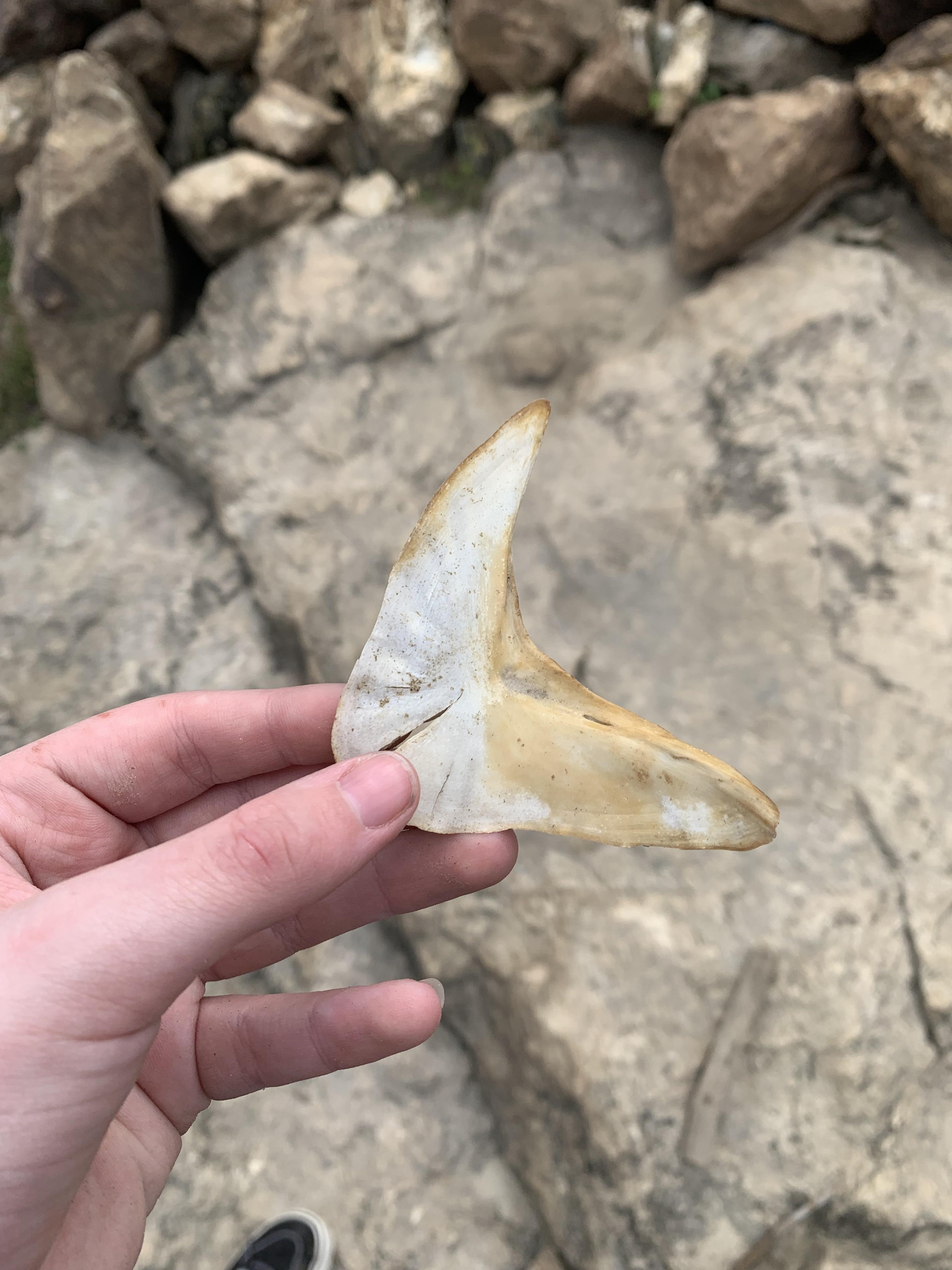 What is this bone? | Scrolller