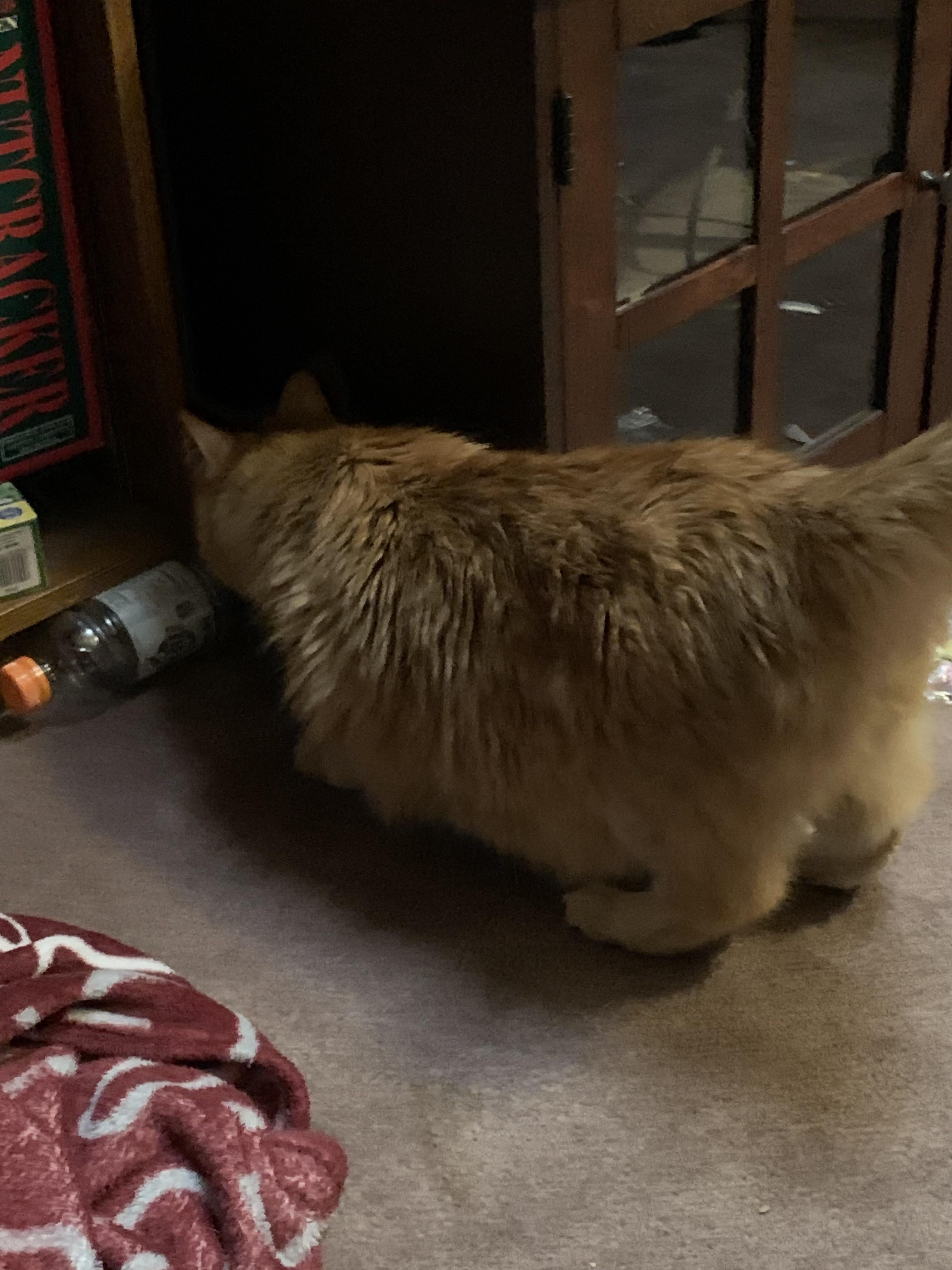 Is my cat chonky? | Scrolller