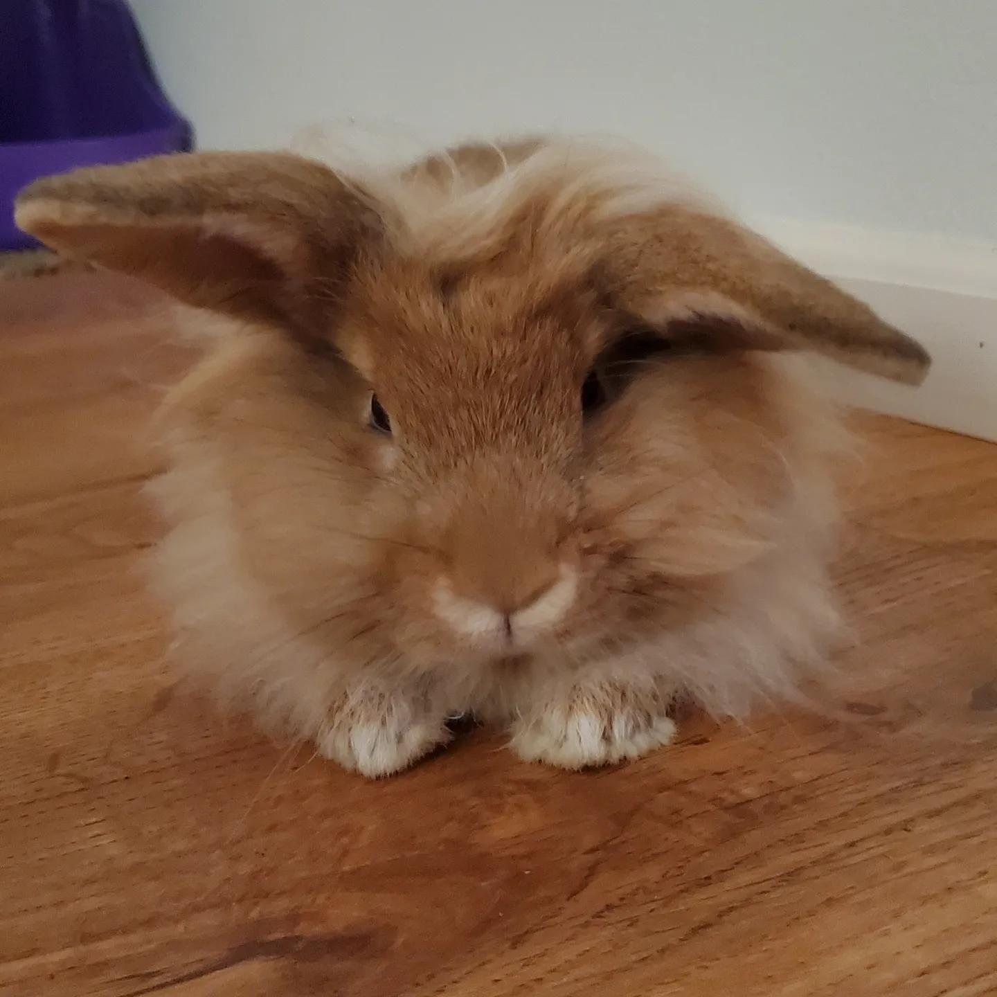 Introduction and breed identification? (see comments for info) | Scrolller