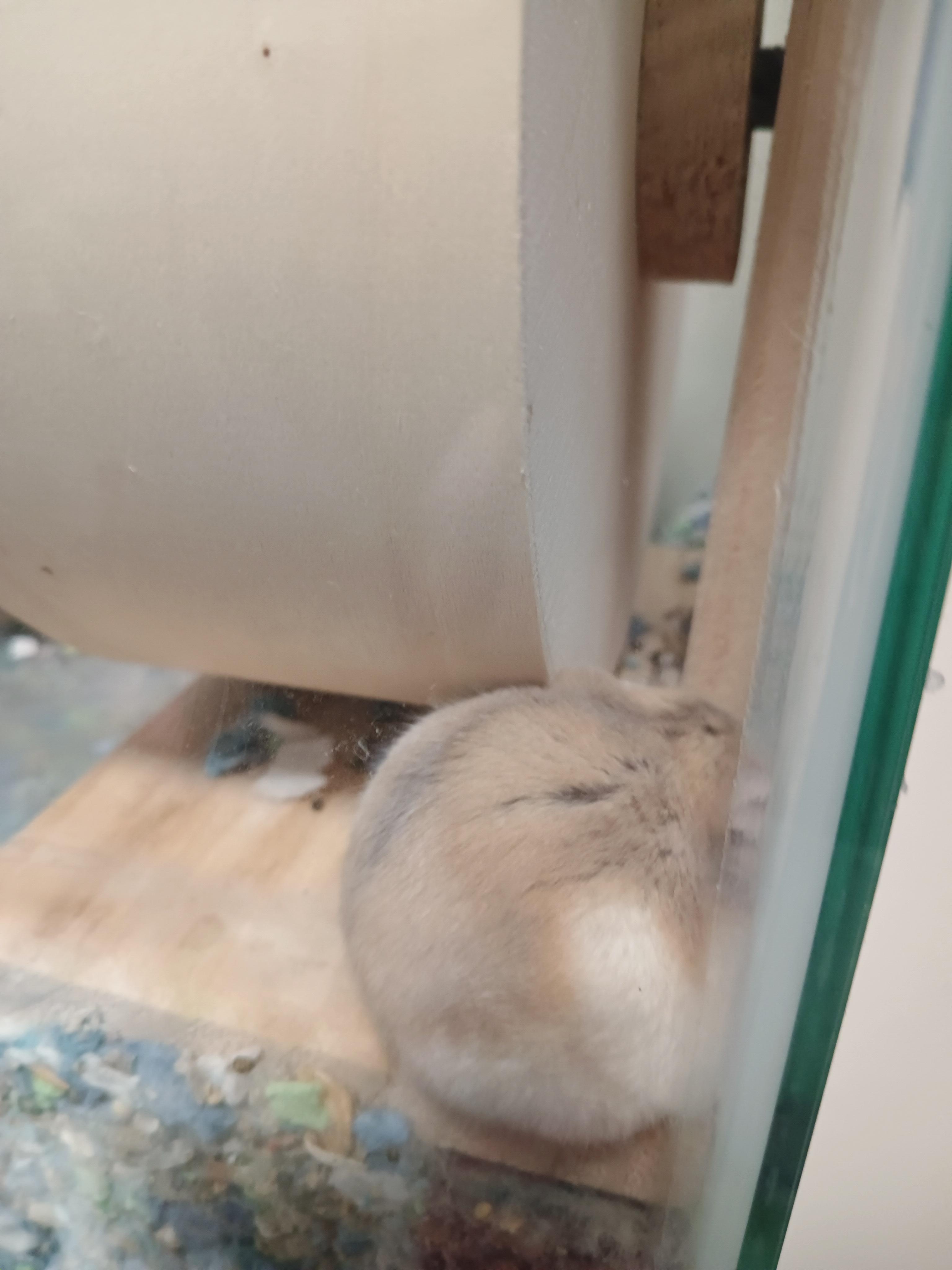 Does anyone know why my hamster does this? | Scrolller