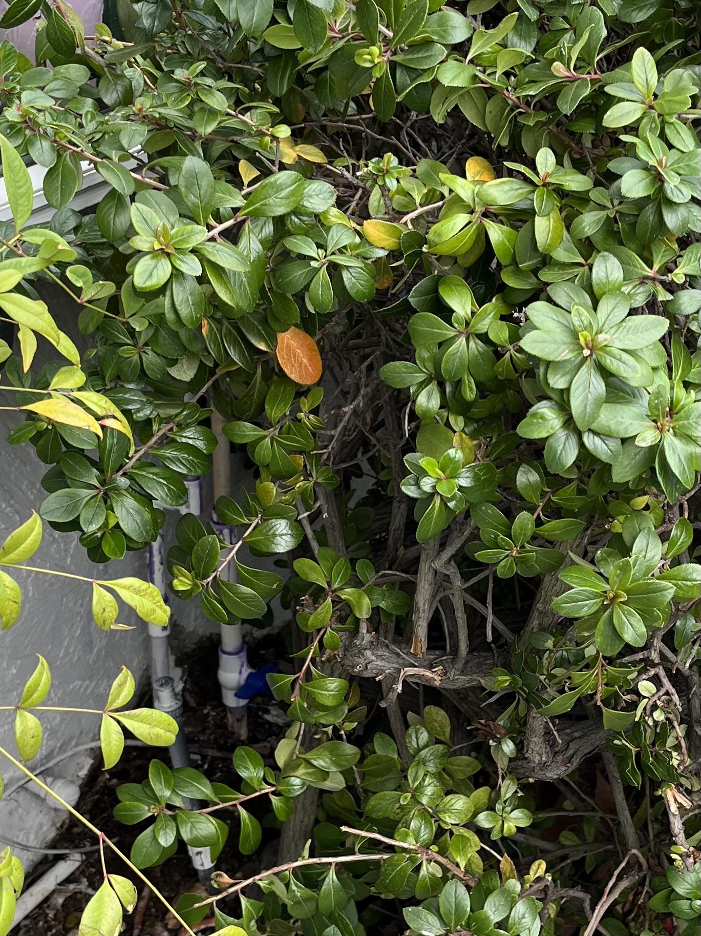 Discover more like Home: Water damage - from slab ( nearby shrub and ...