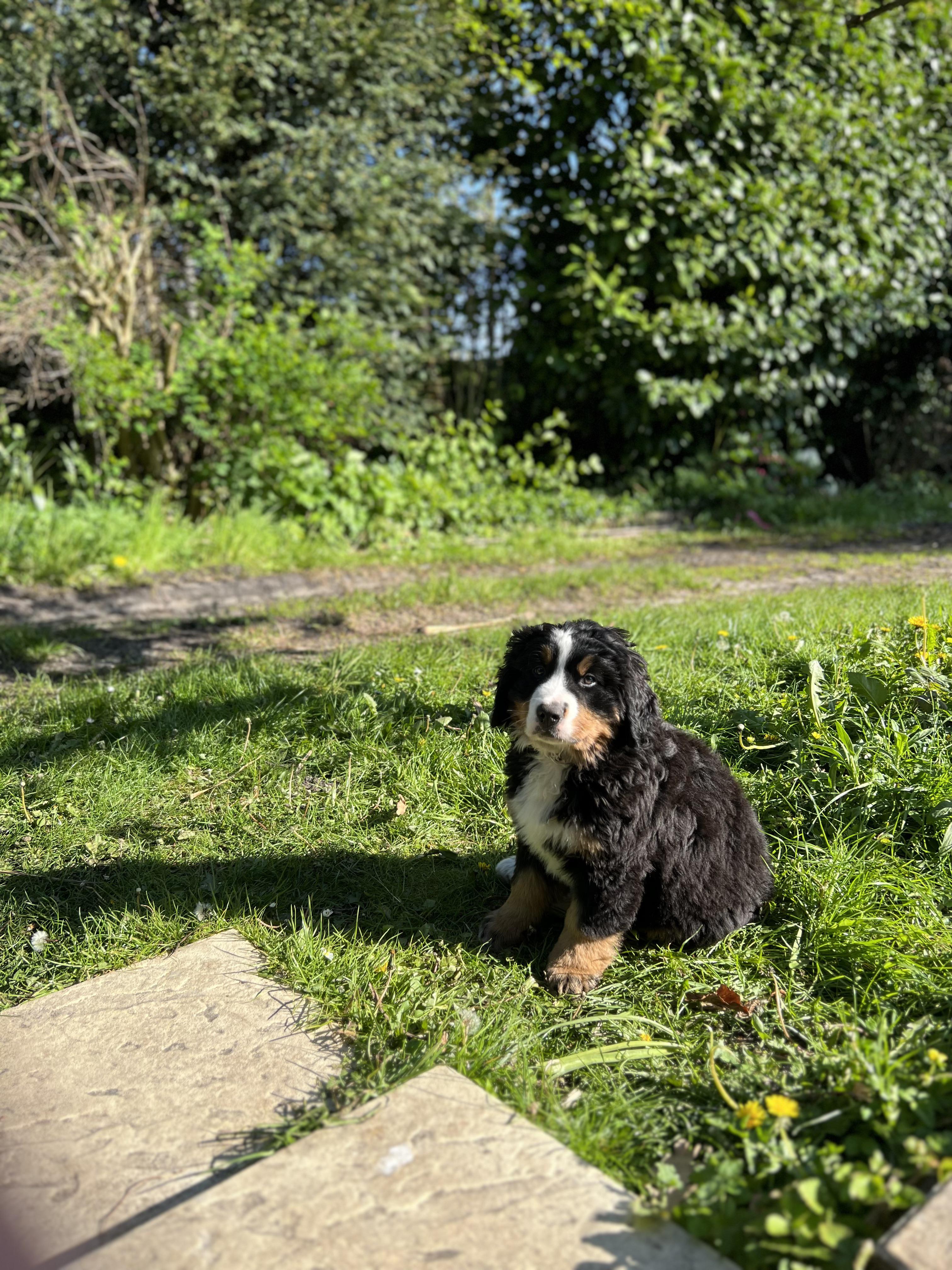 Our 9 week old little Floof | Scrolller
