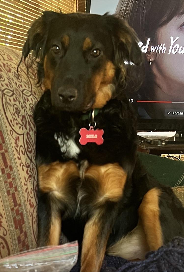 What are the breeds this dog is made up of? | Scrolller