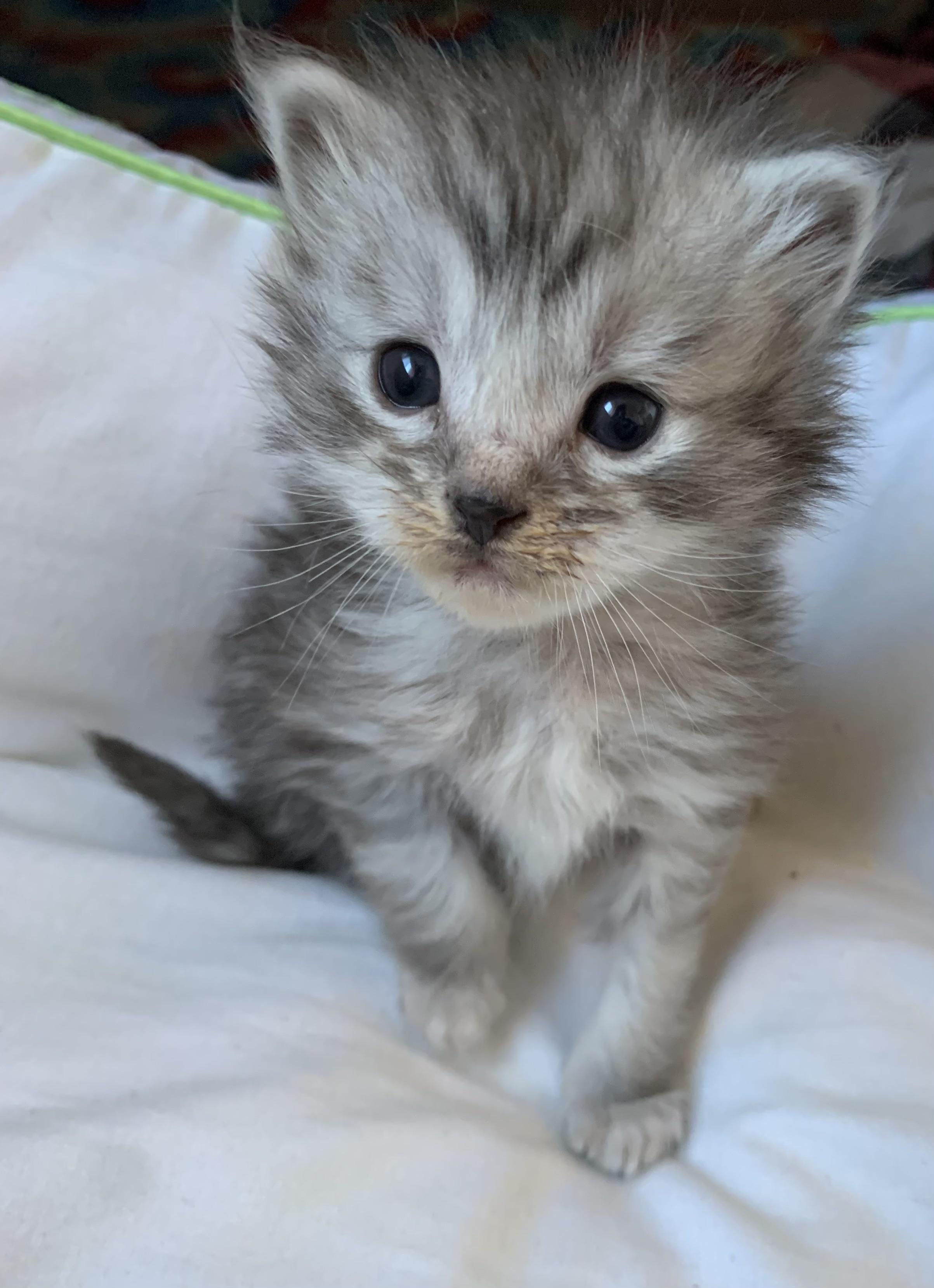 This is Smol, he is a Mainecoon Ragdoll | Scrolller