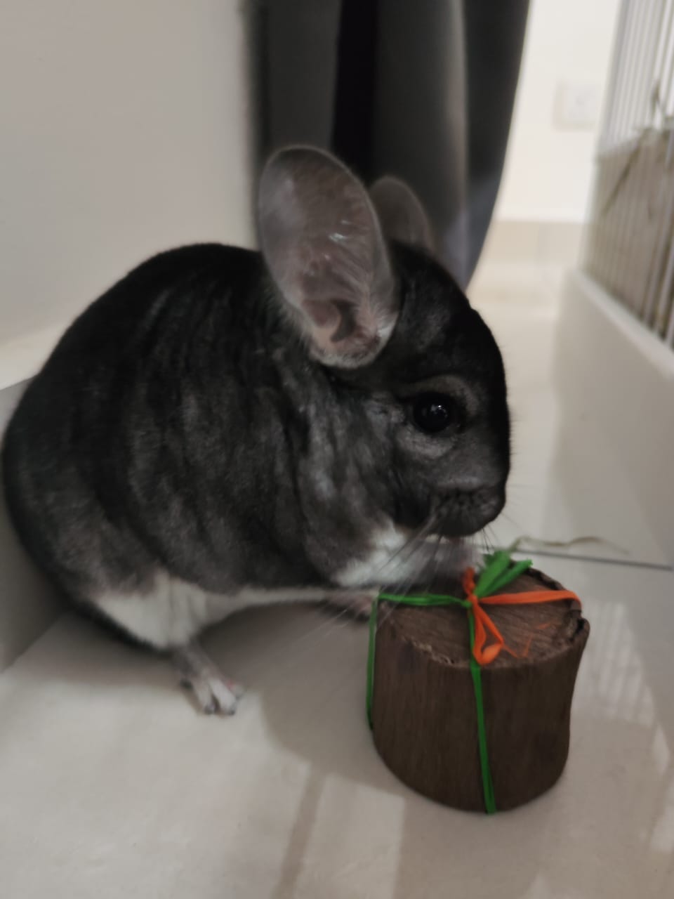 Happy birthday🎂🎂🎉🎉 Toro | Scrolller