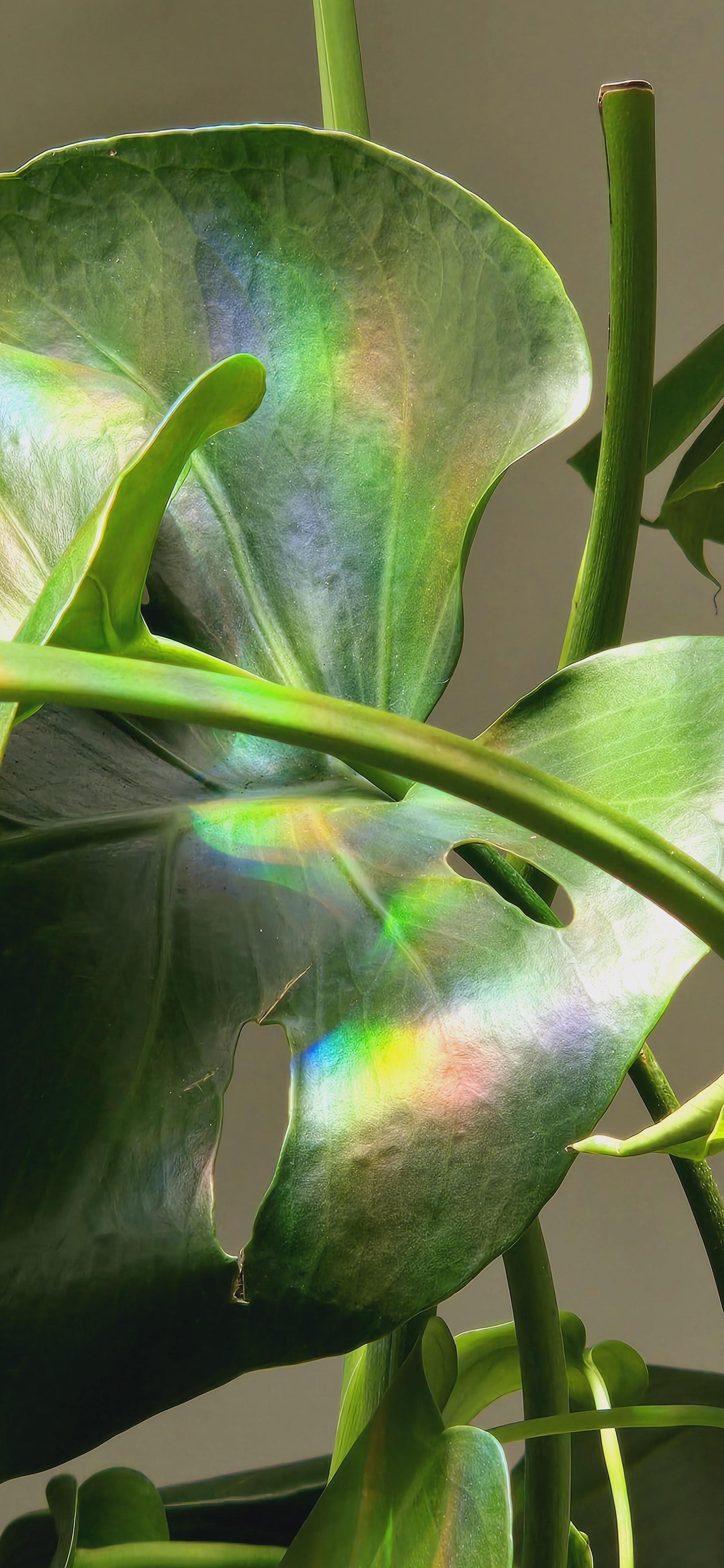 Monstera appreciation 💚 | Scrolller