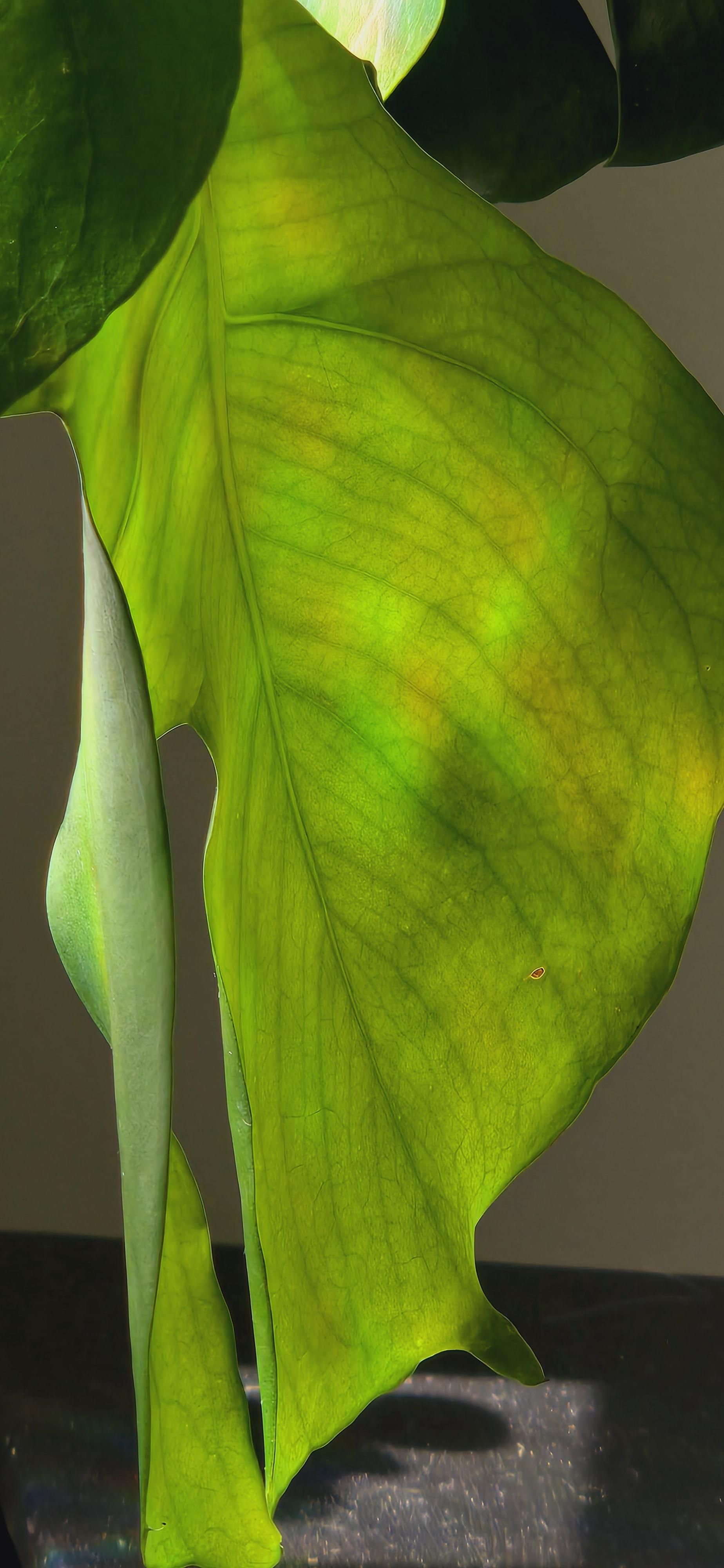 Monstera appreciation 💚 | Scrolller