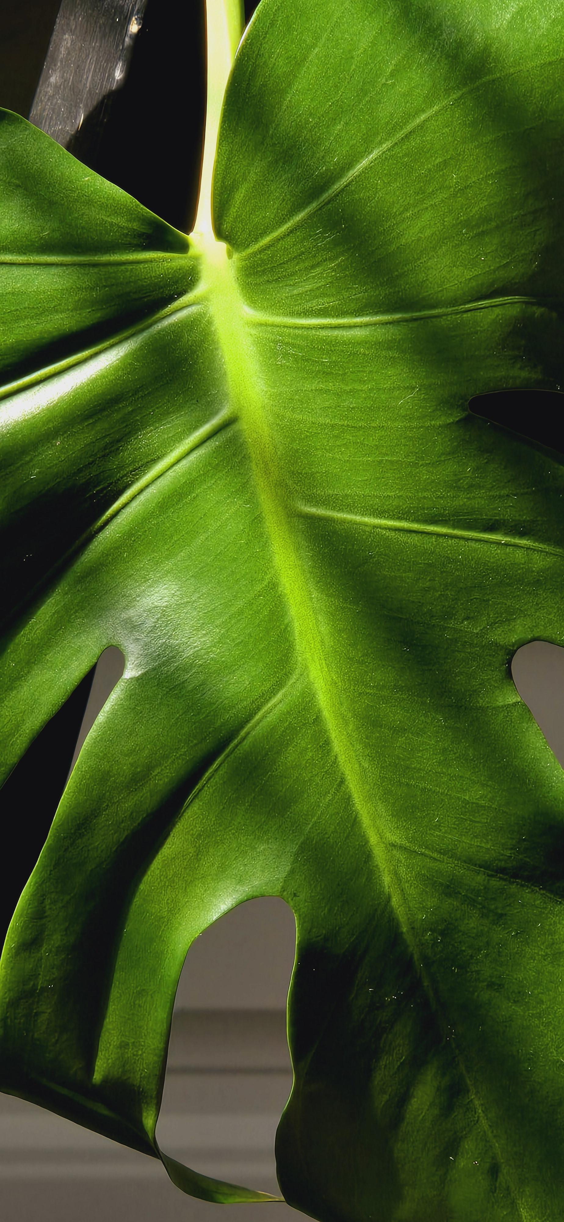 Monstera appreciation 💚 | Scrolller