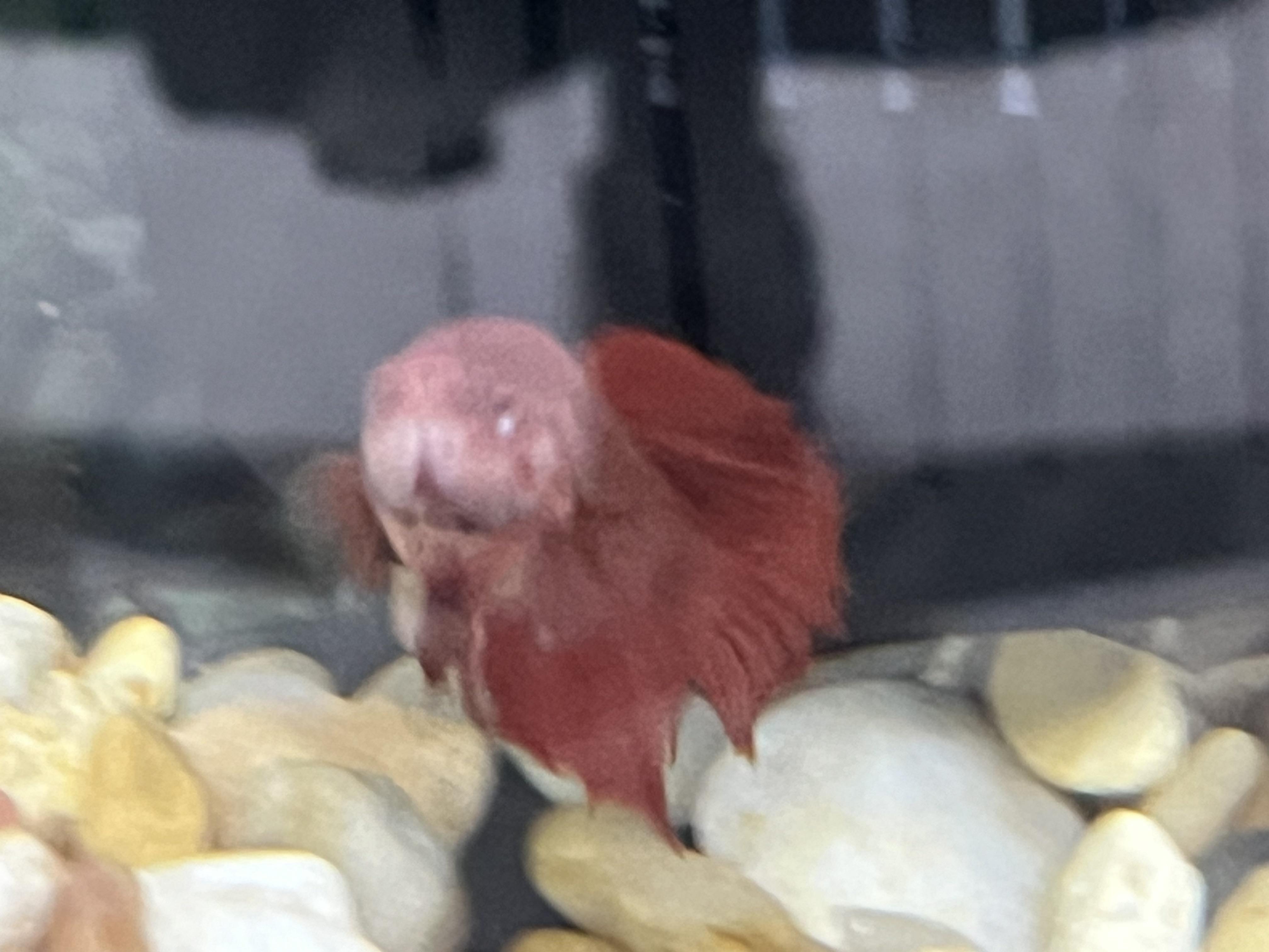 Girls finally have thier own tanks | Scrolller