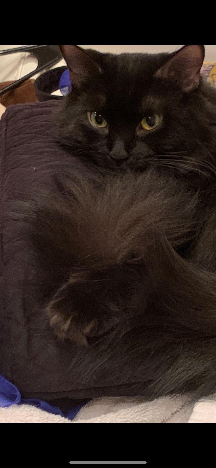 Floof armor!!! | Scrolller