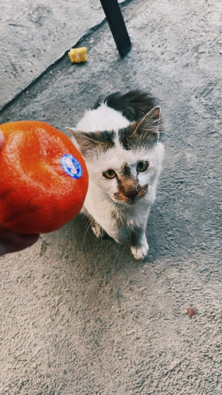 A stray cat (OC) | Scrolller