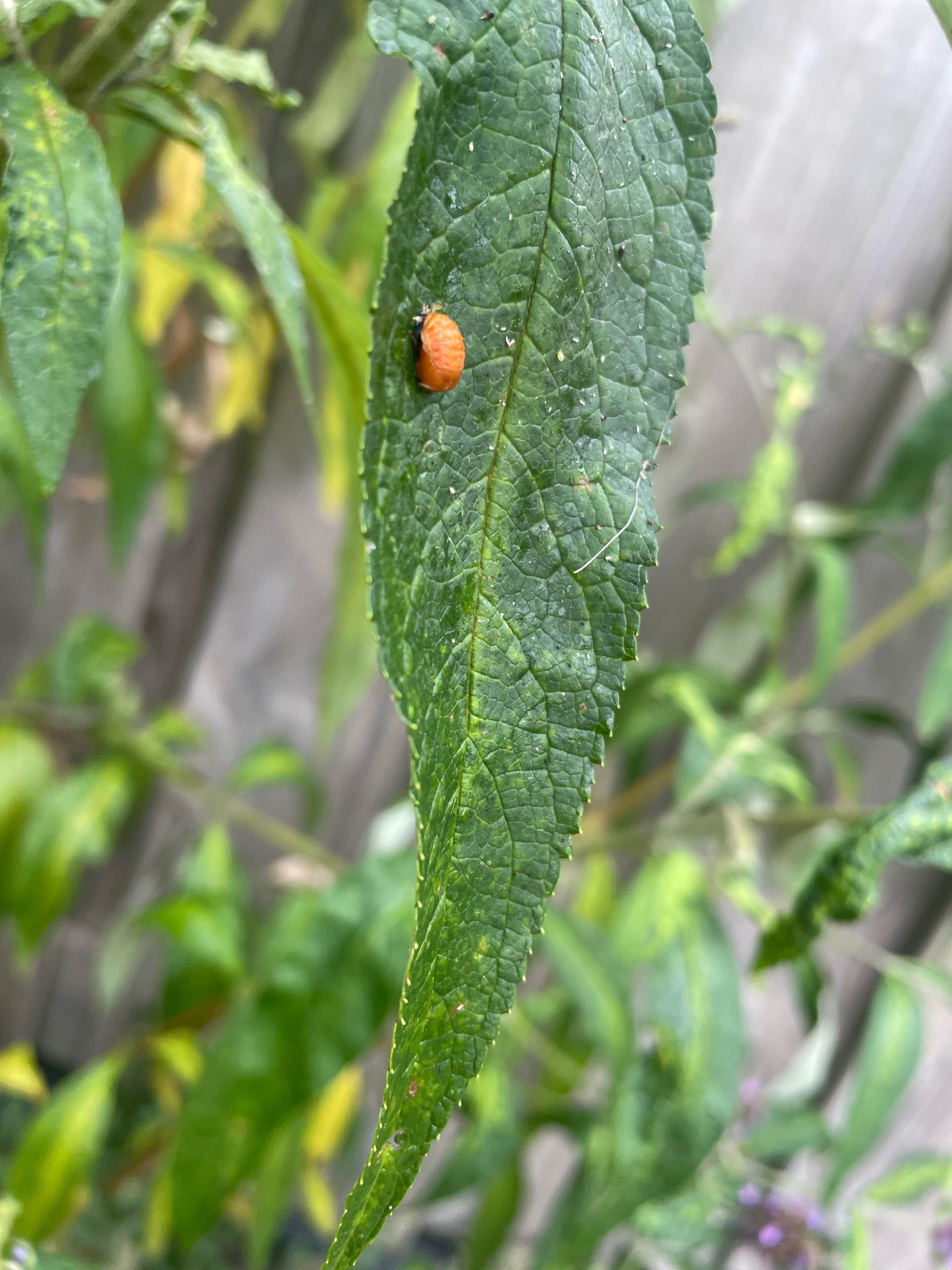 What is this insect? | Scrolller