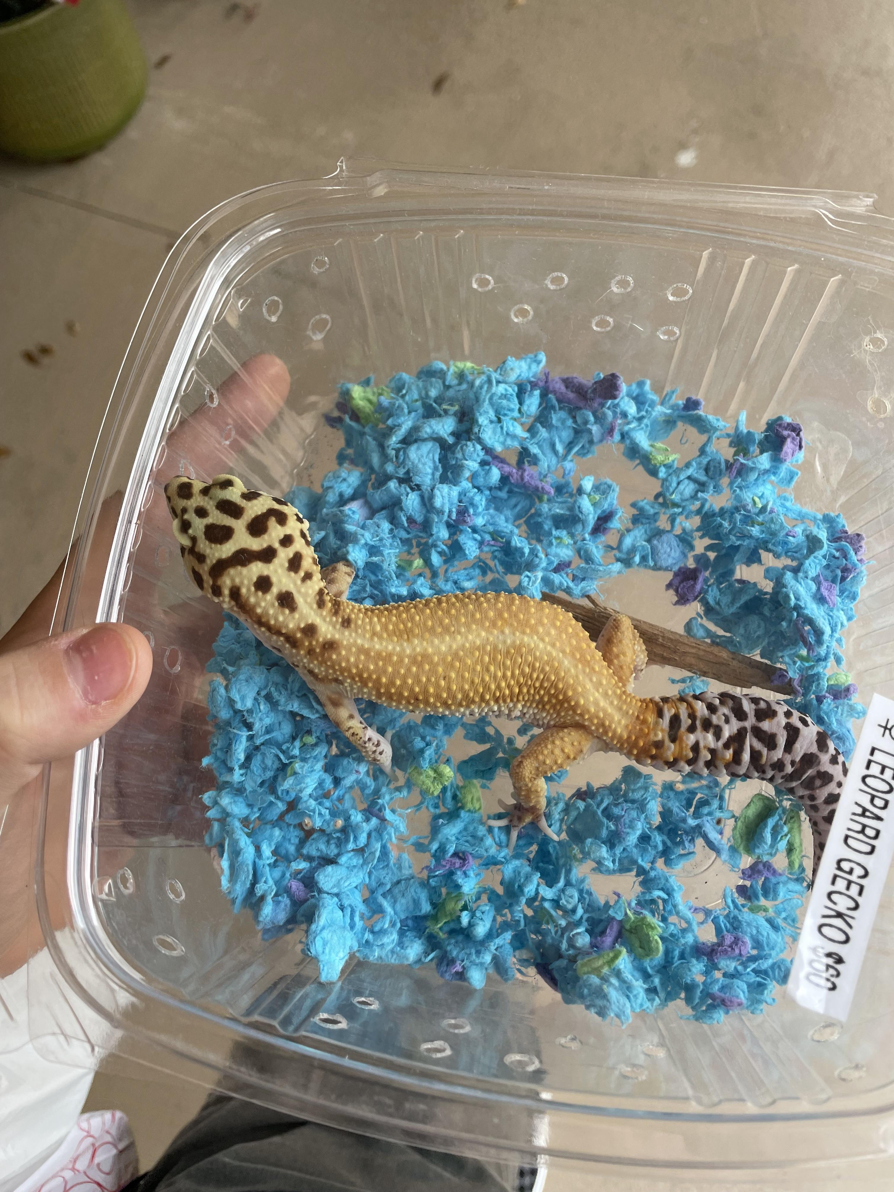 I got this Leopard gecko today. Don’t know the morph. She was just labeled as a leopard gecko at ...