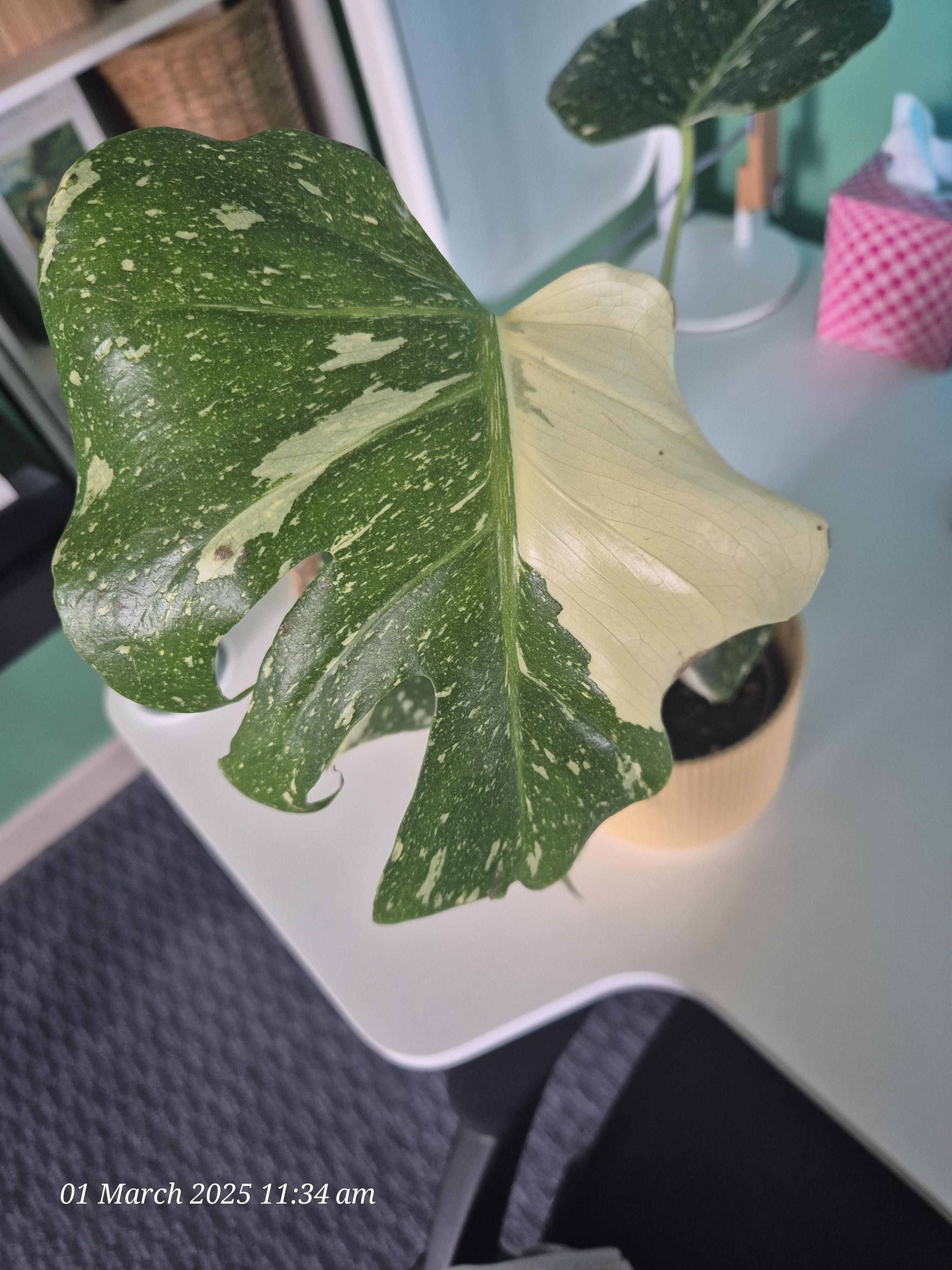 What is wrong with my monstera? | Scrolller