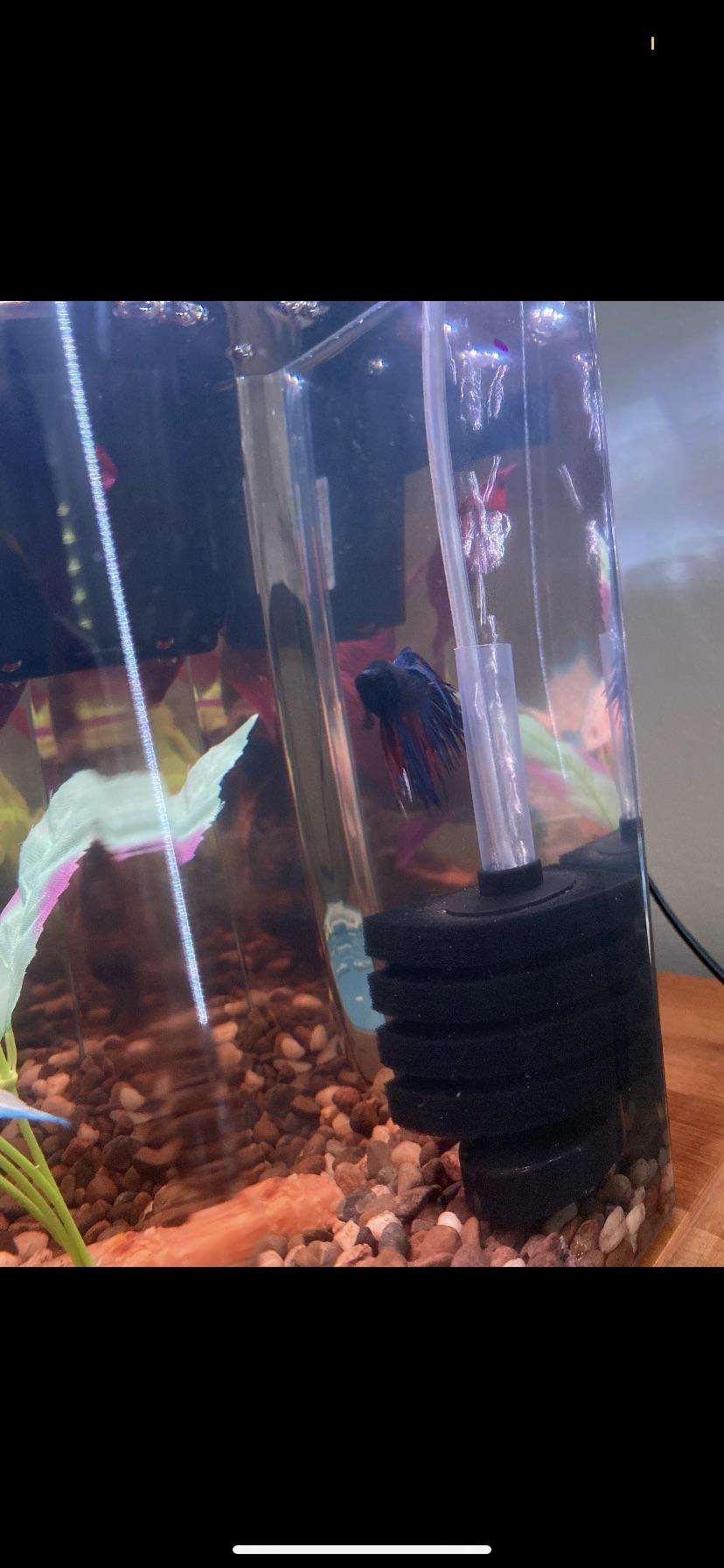 What is on my betta’s tail? | Scrolller