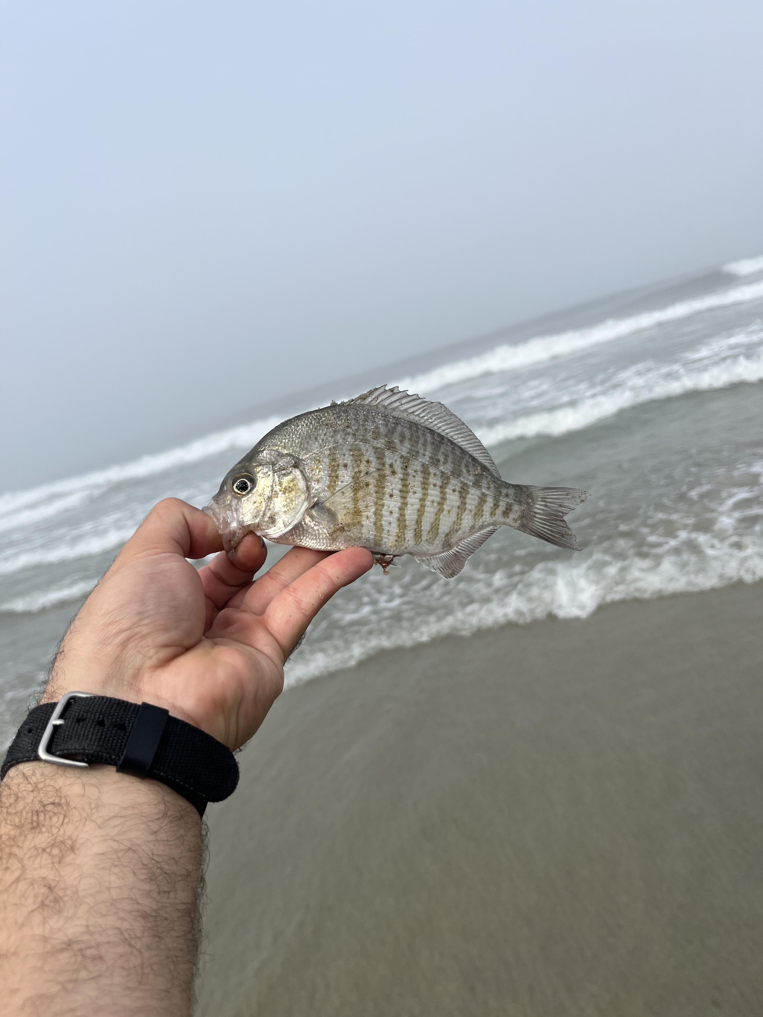 Surf fishing | Scrolller